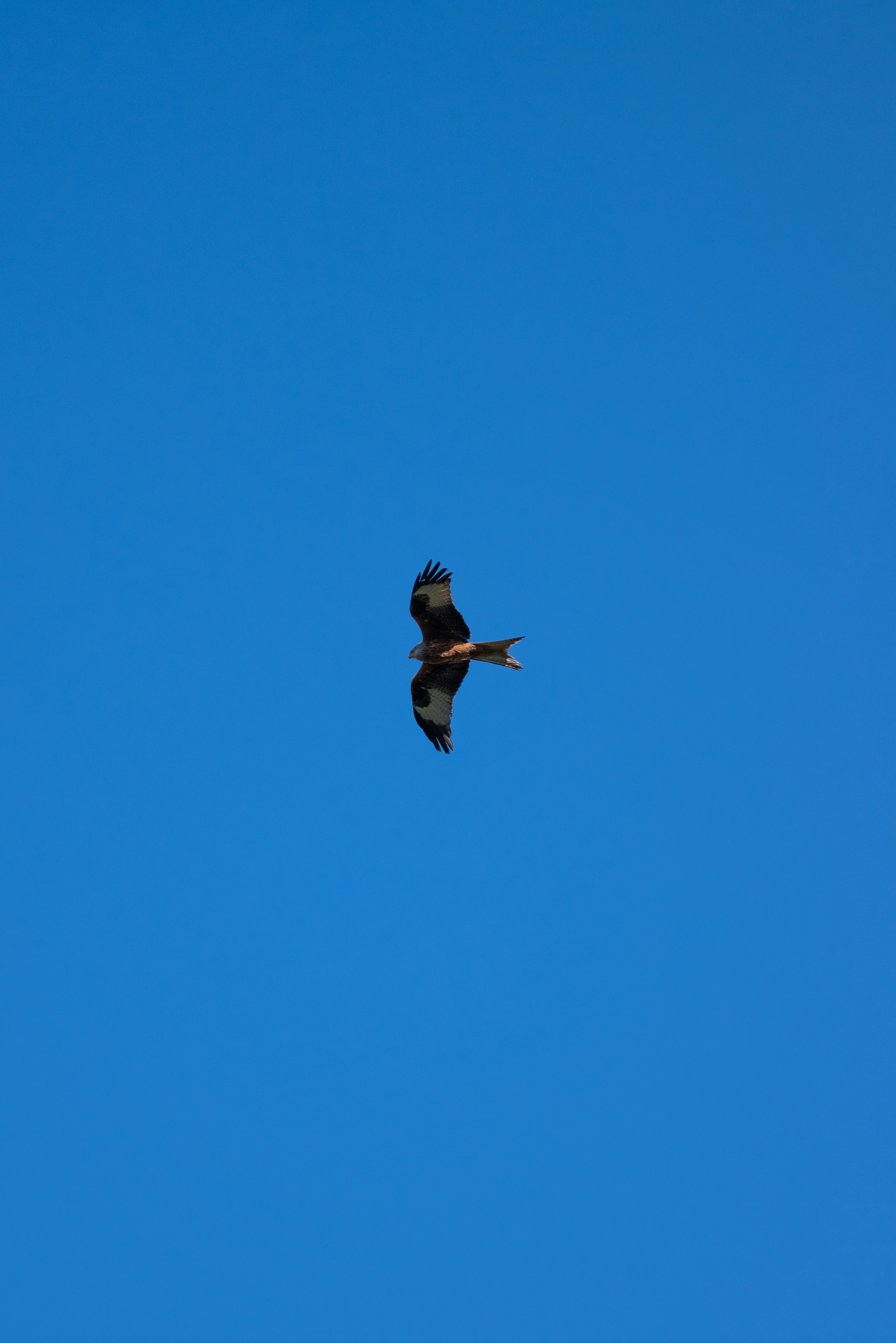 Raptor in a Clear Sky