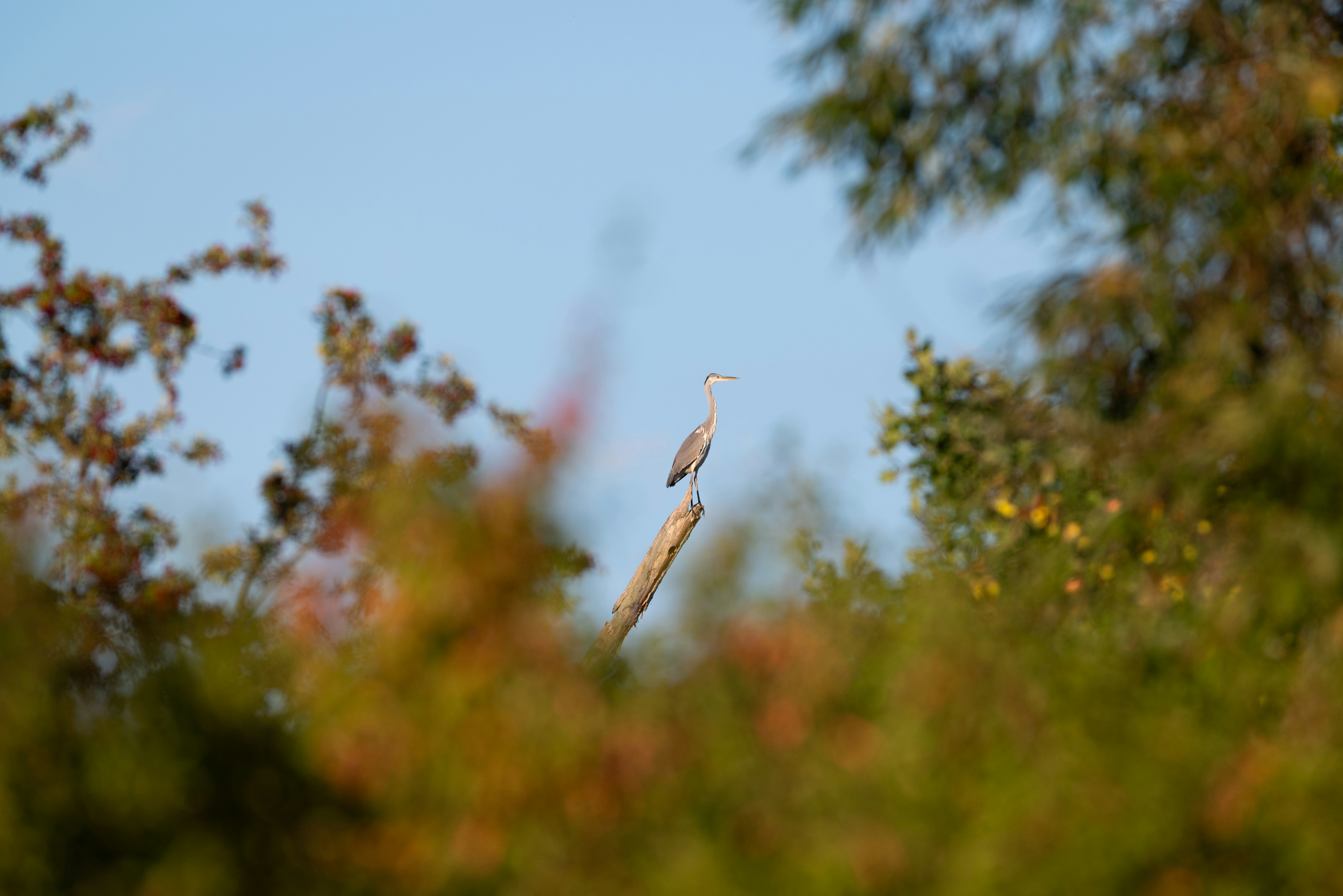 Heron on a Distant Post: A Quiet Sentinel Above the Brush