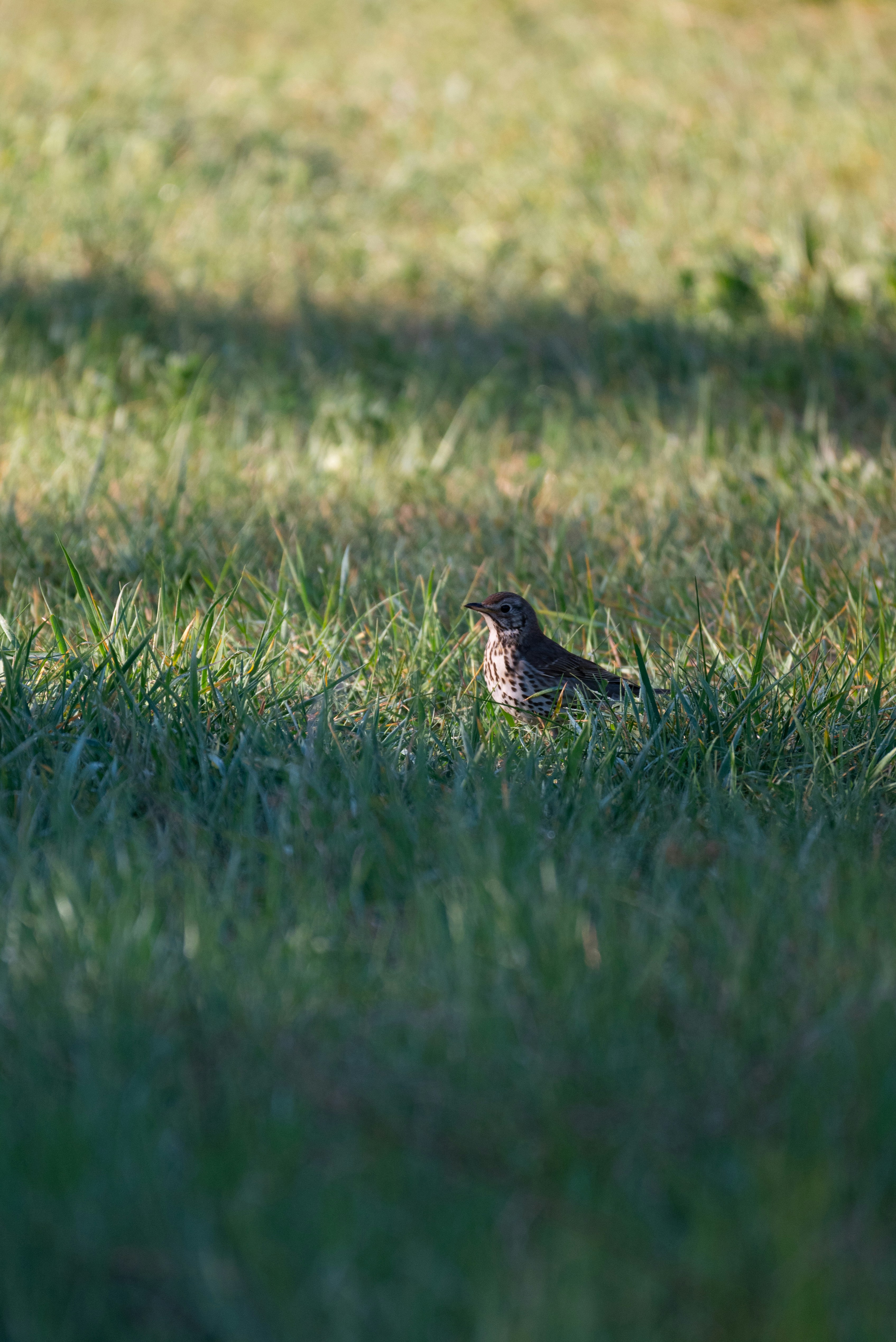 Spotlit Songbird in a Quiet Field