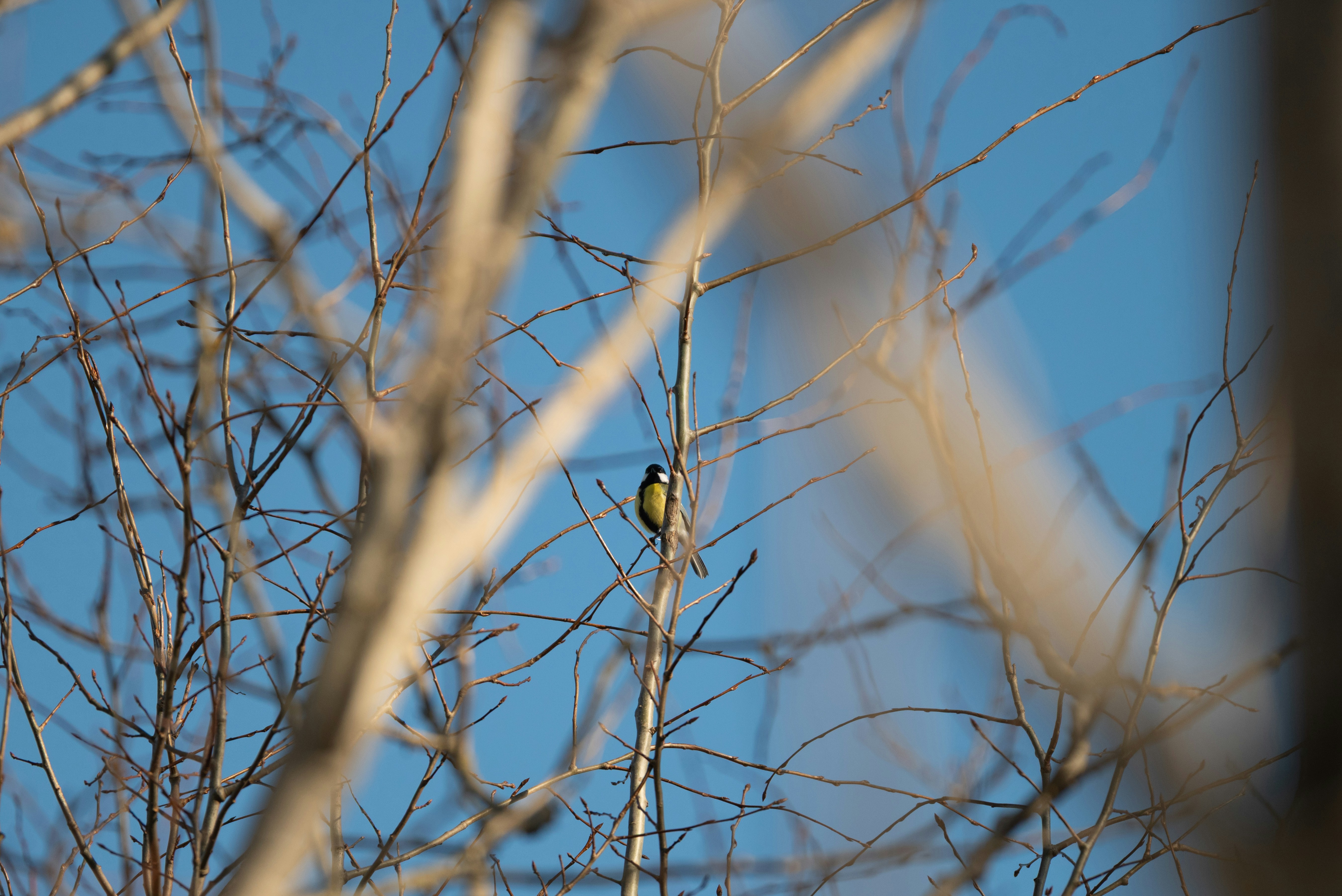 A Quiet Perch: Small Songbird in Bare Winter Branches