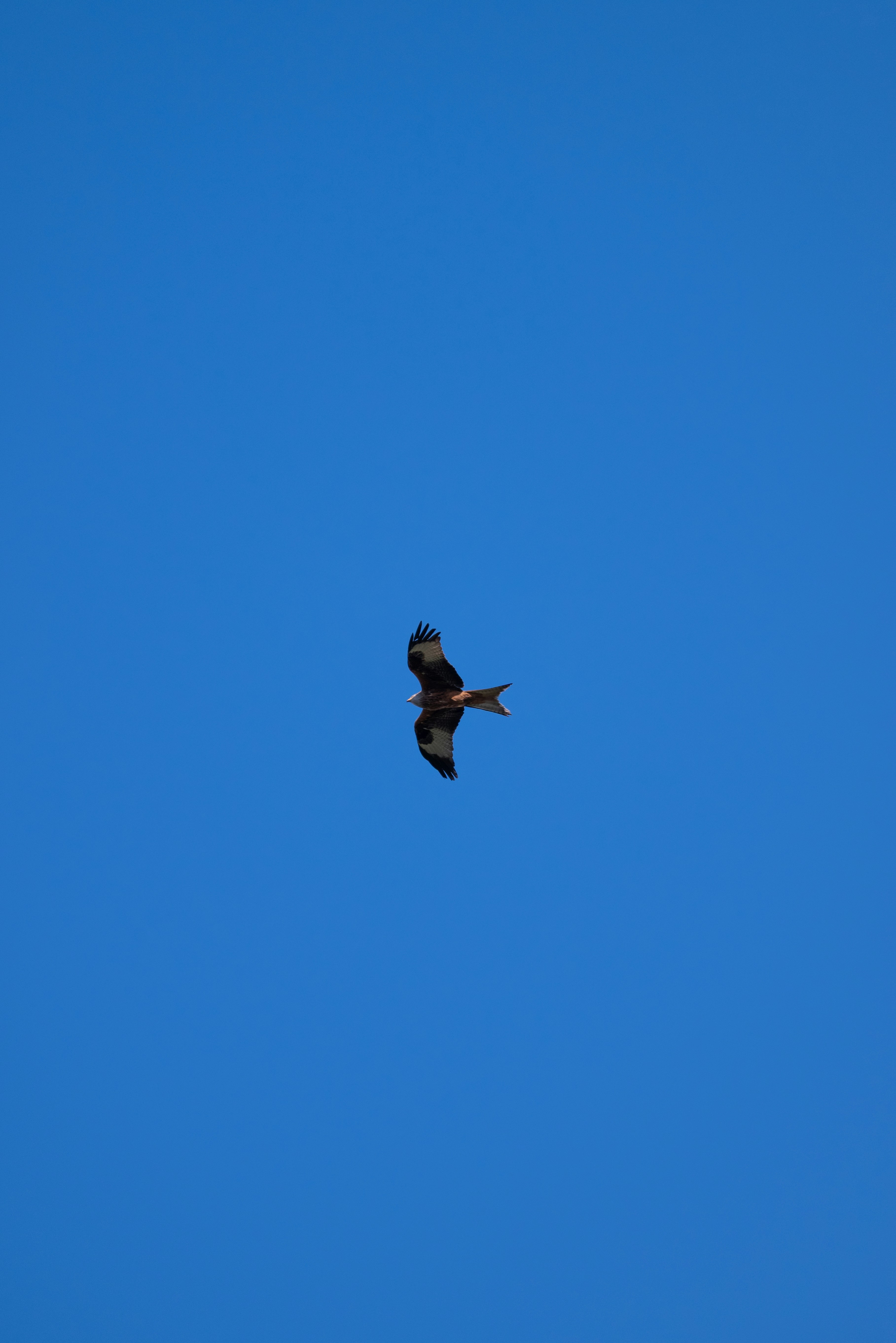 Midair silhouette: a lone hawk against a vast blue canopy