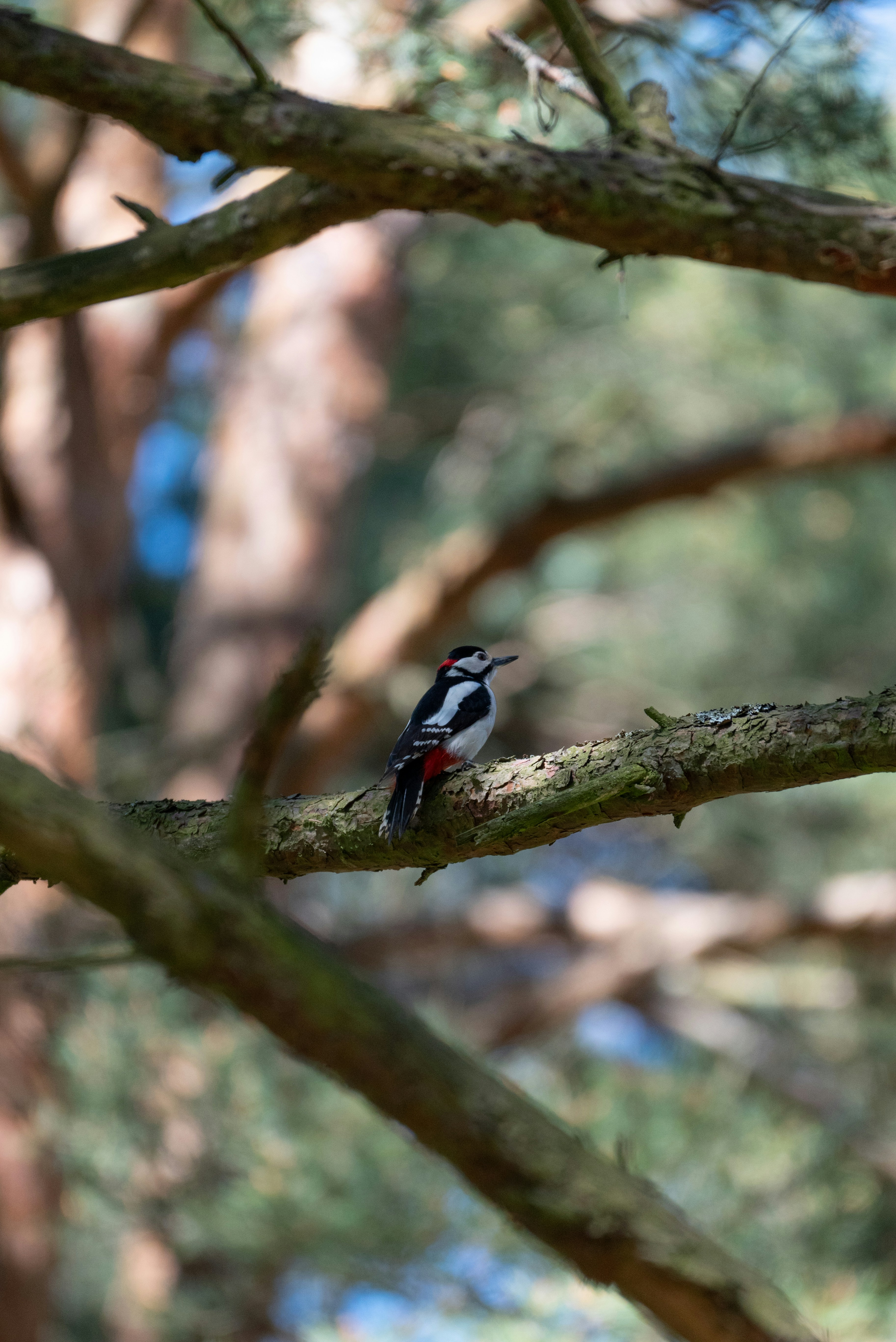 Red-breasted woodpecker perched on mossy branch, in dappled forest light