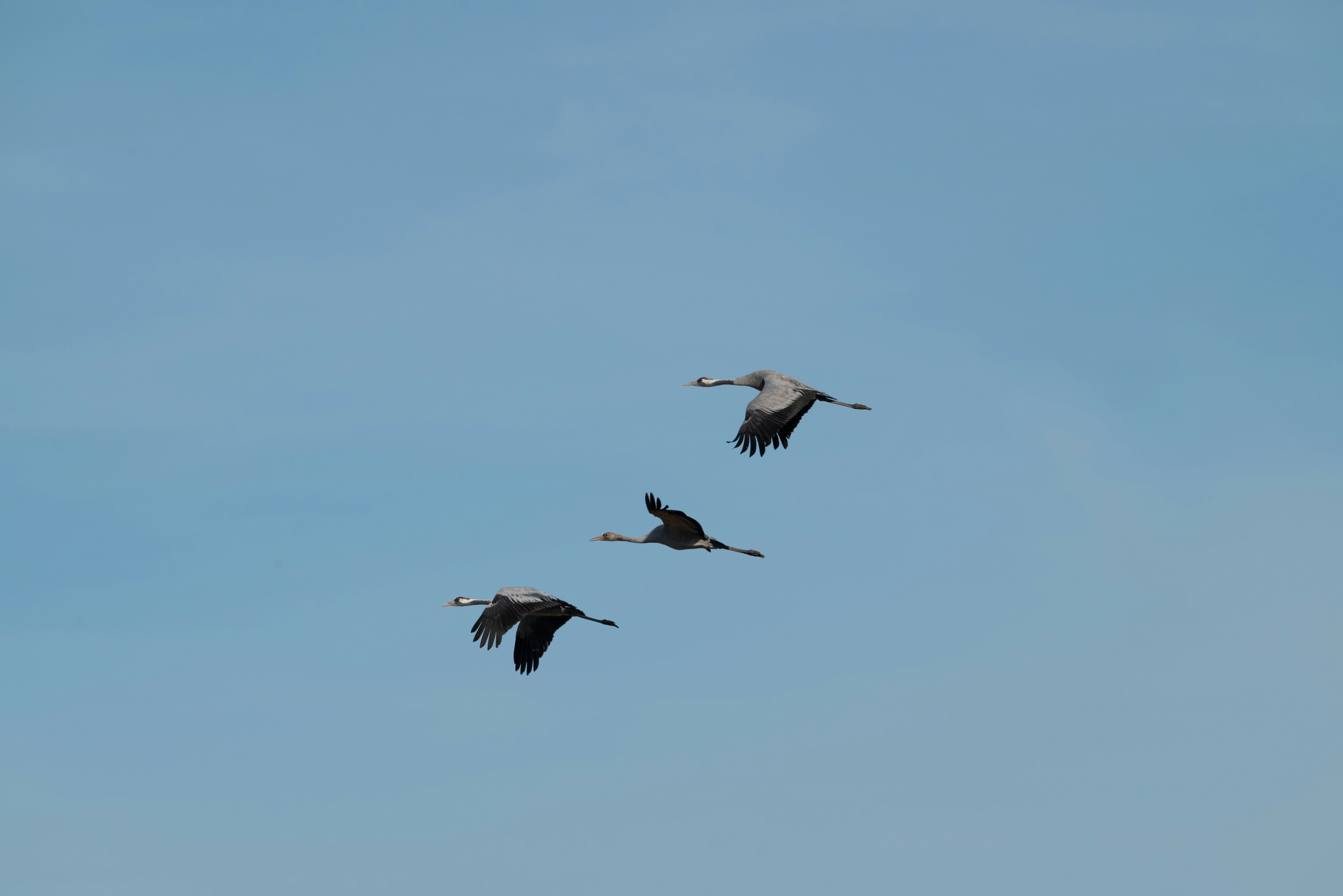 Triple V-formation in a Clear Blue Sky
