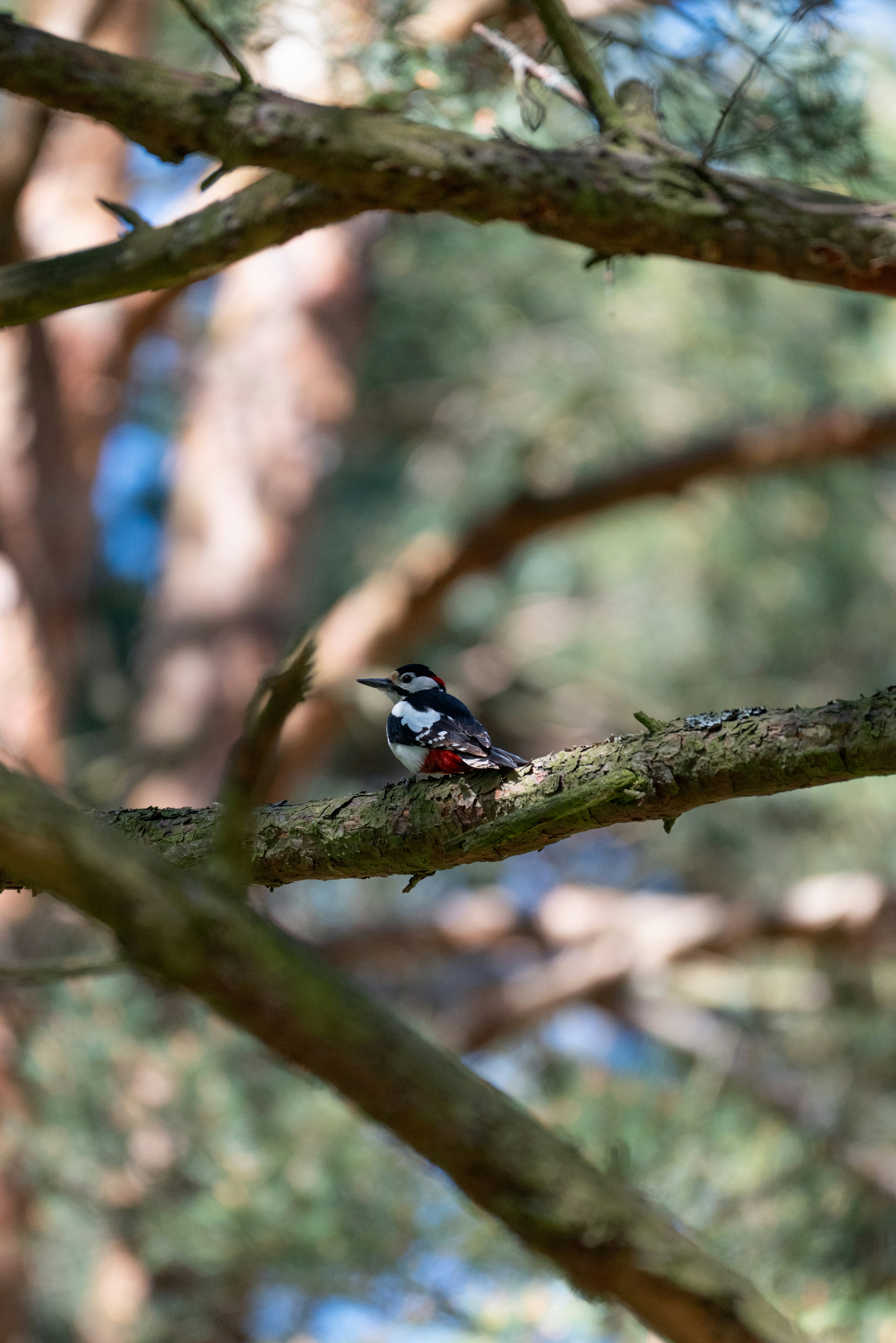 Red-capped Kingfisher on a mossy branch amid forest light
