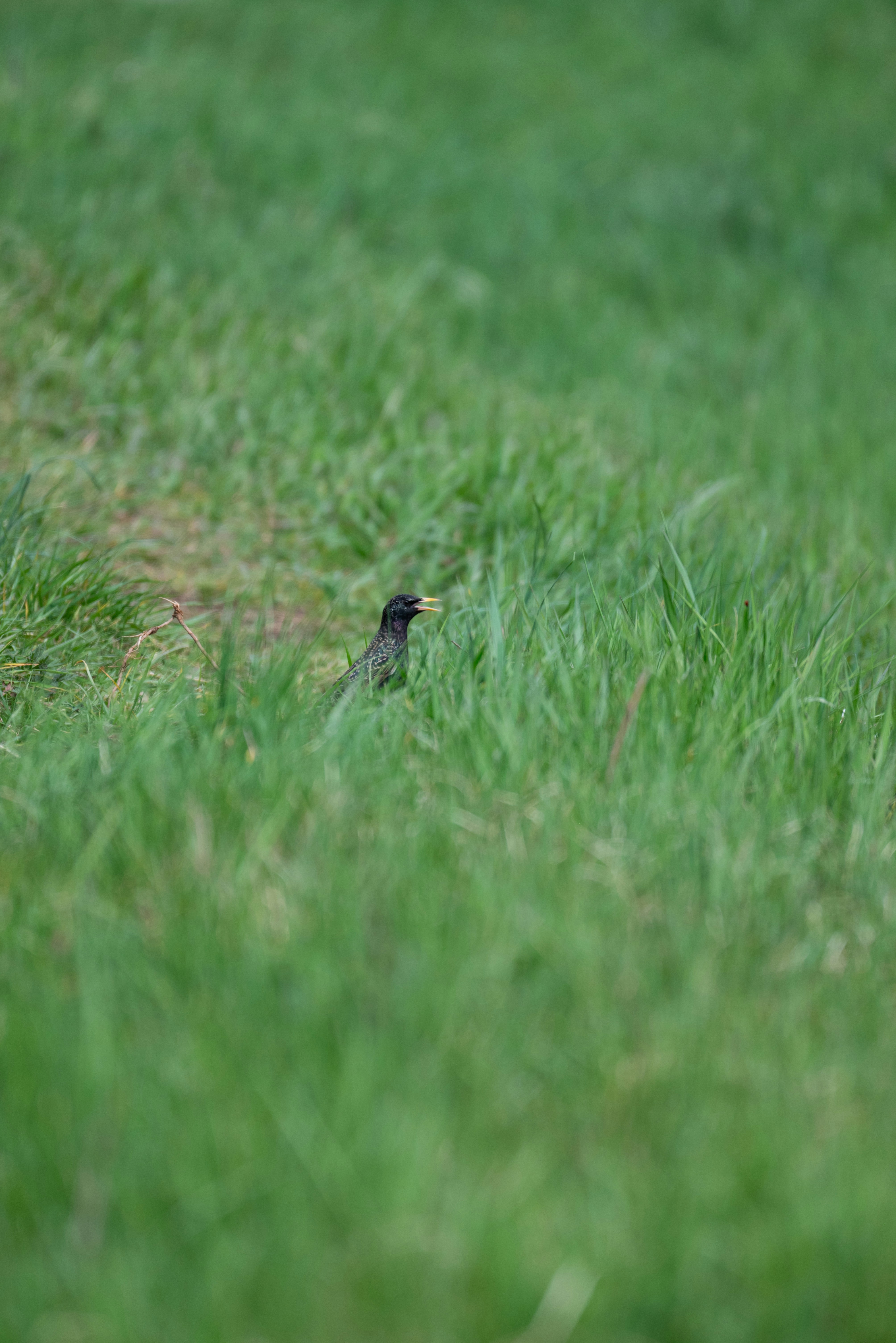 Masked Waterbird Peering Through Emerald Grass