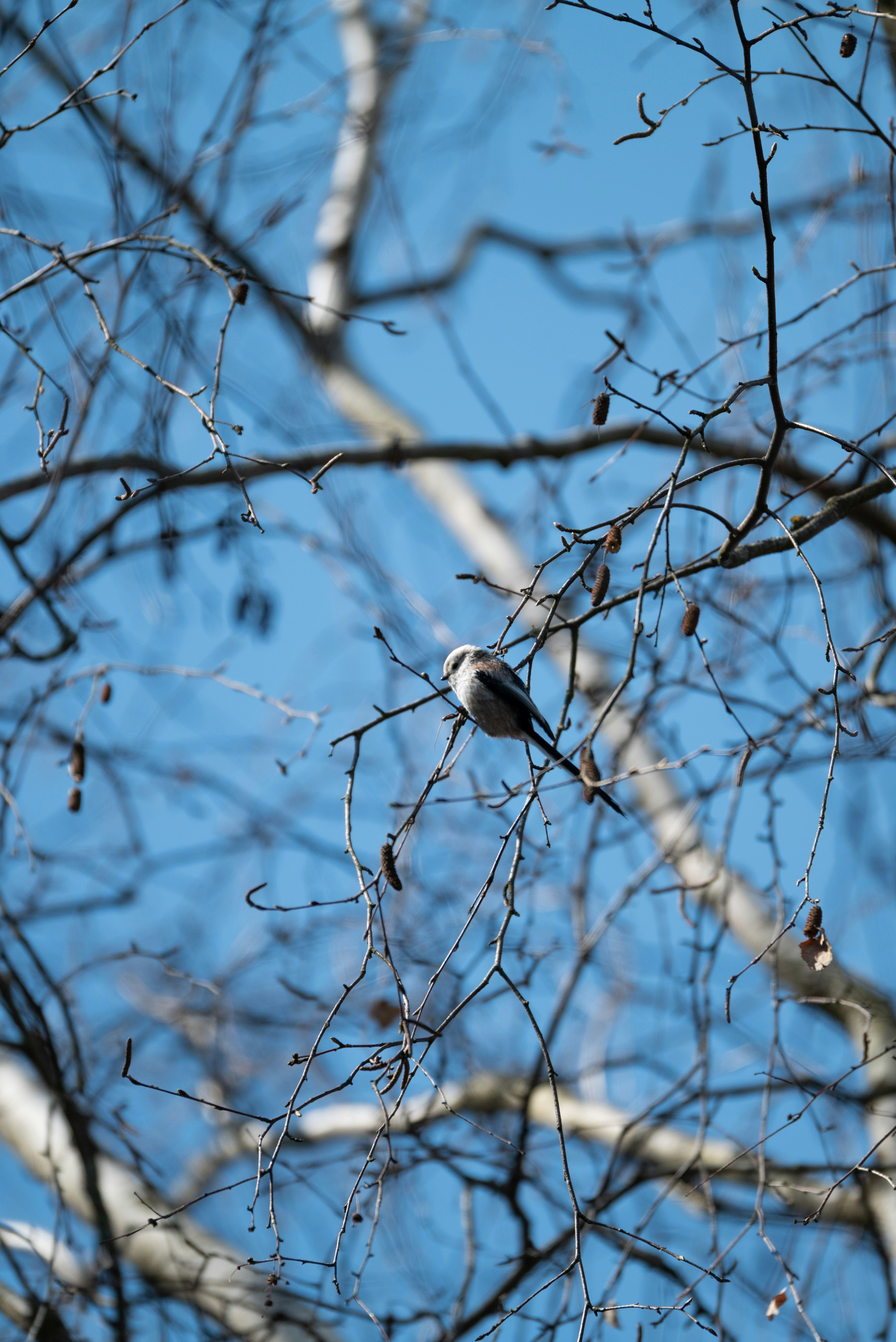 Perched Among Winter Veins