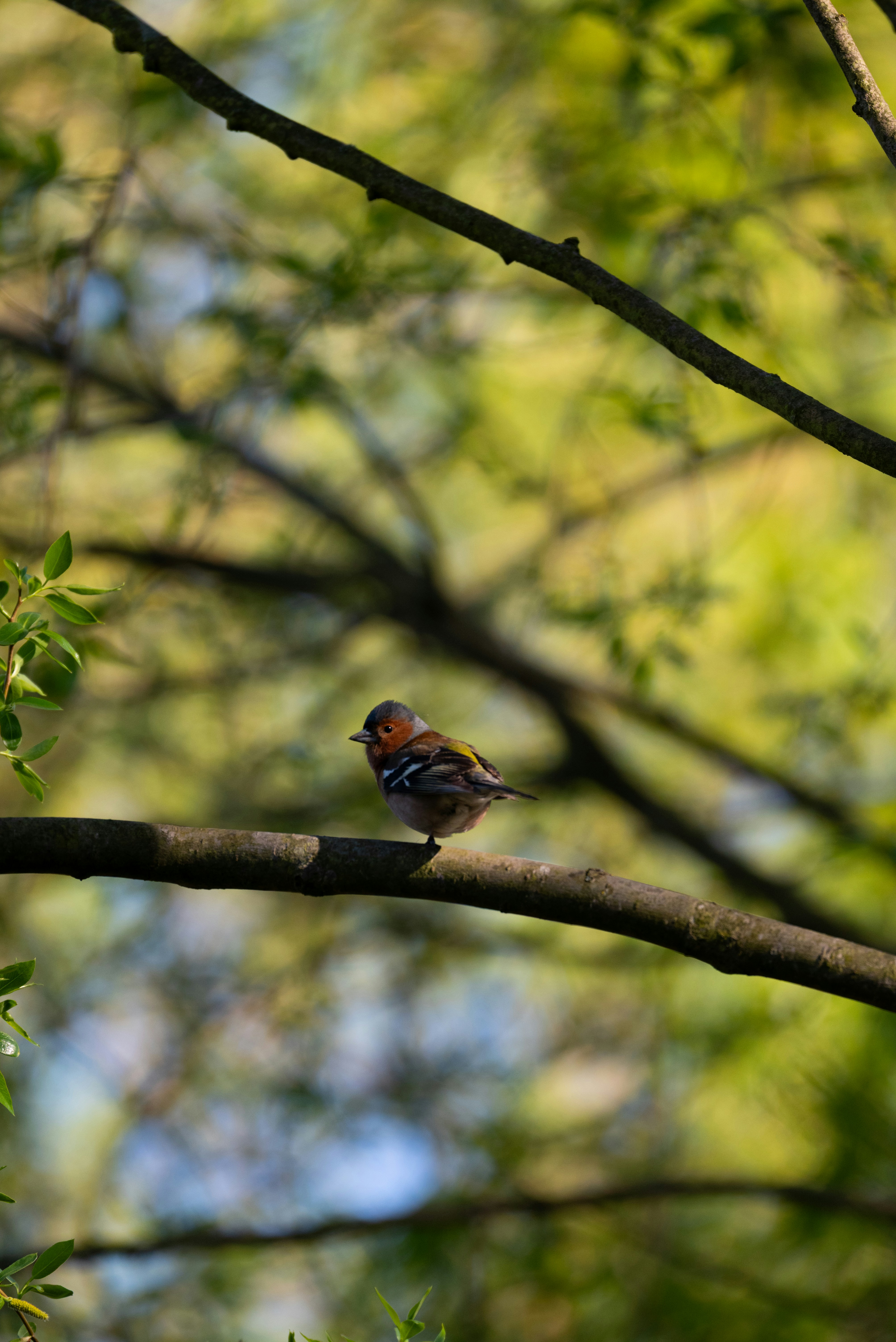Robin on a Branch: Quiet Moment in Dappled Light