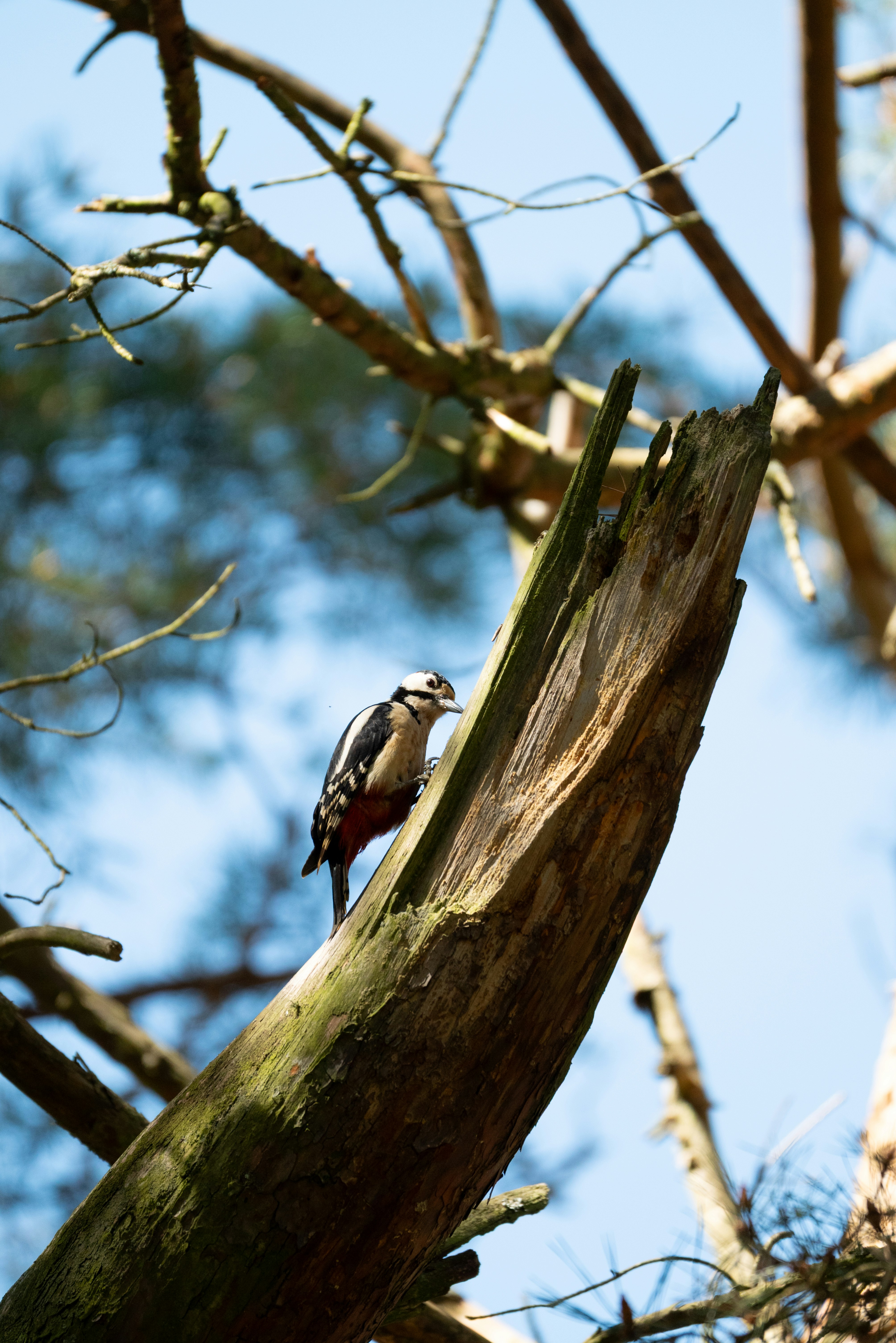 Perched on a Weathered Spine: A Woodpecker Grips the Sunlit Trunk