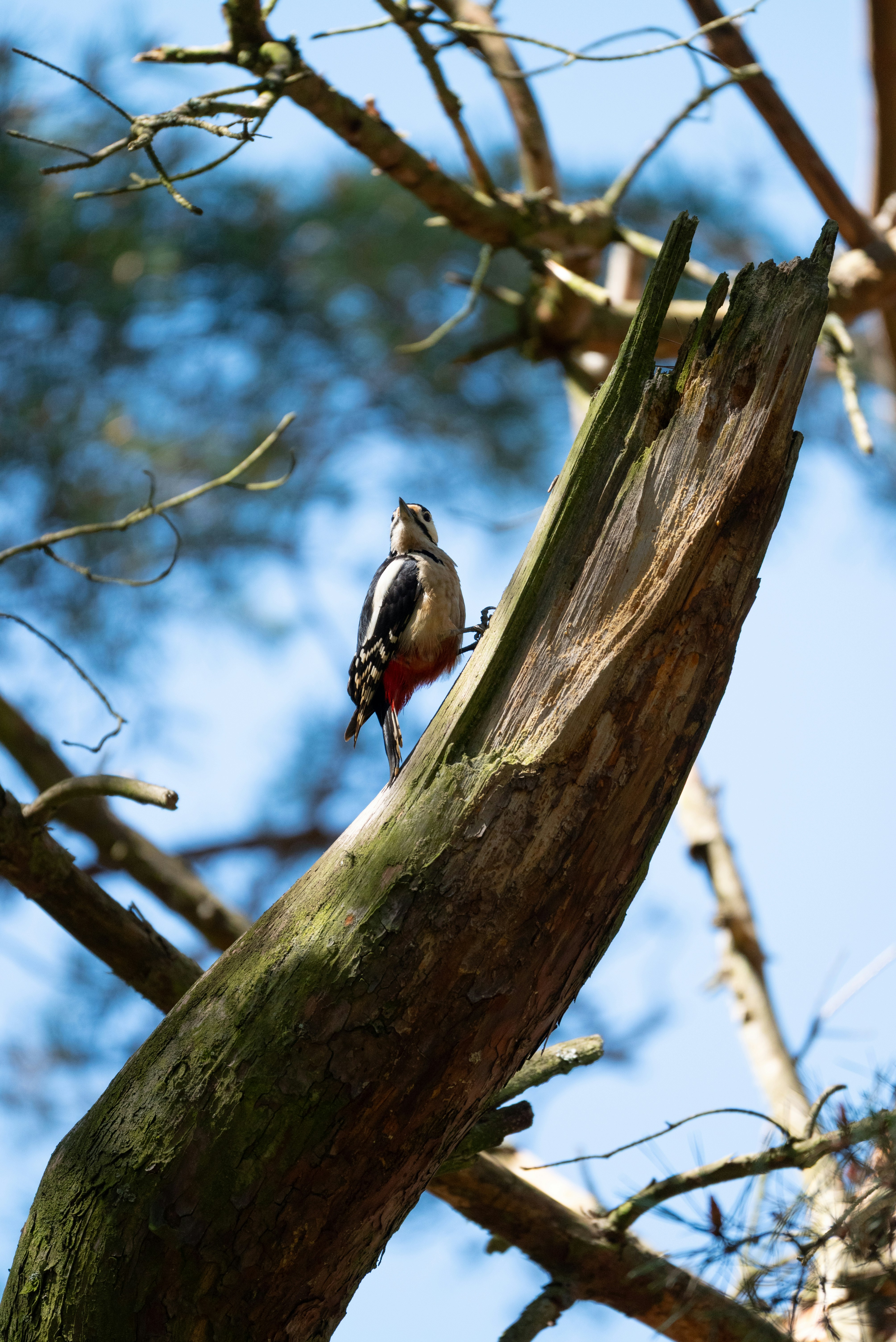 Red-bellied Woodpecker Clinging to a Weathered Tree Trunk