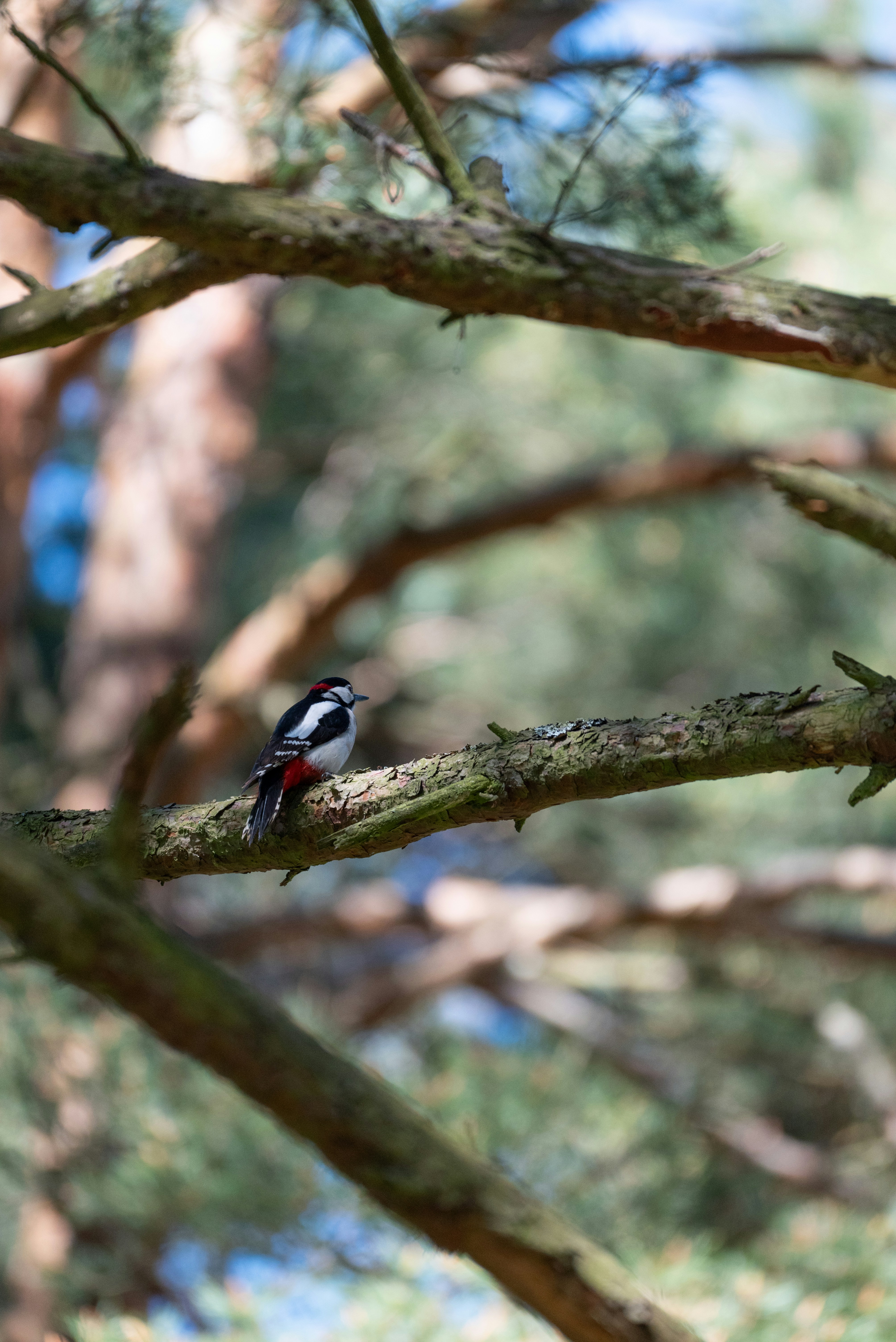 Red-breasted Woodpecker on a Mossy Branch