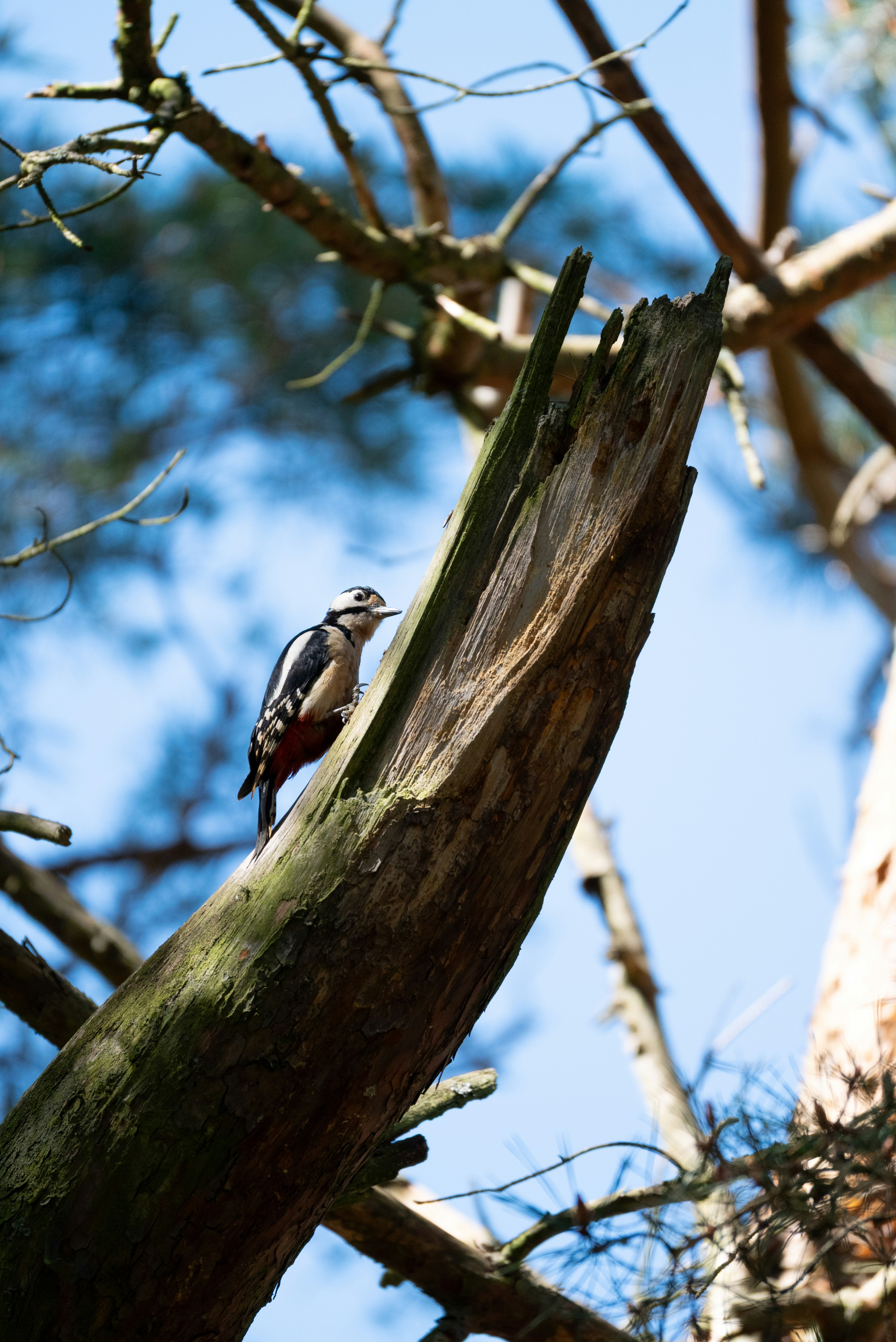Bent Tree Sentinel: Woodpecker Perched Along the Break