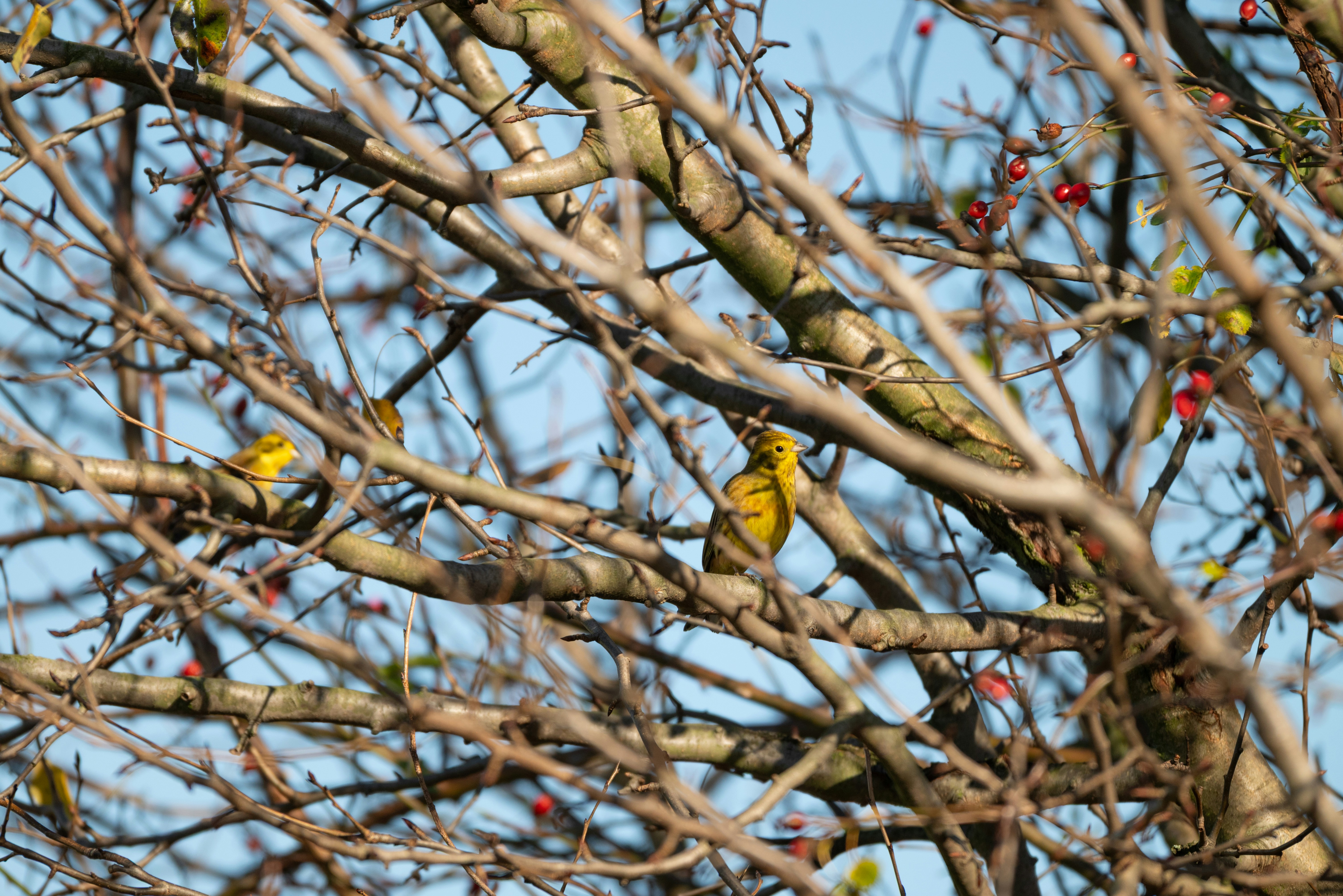 Goldfinch Amid Bare Winter Tangle