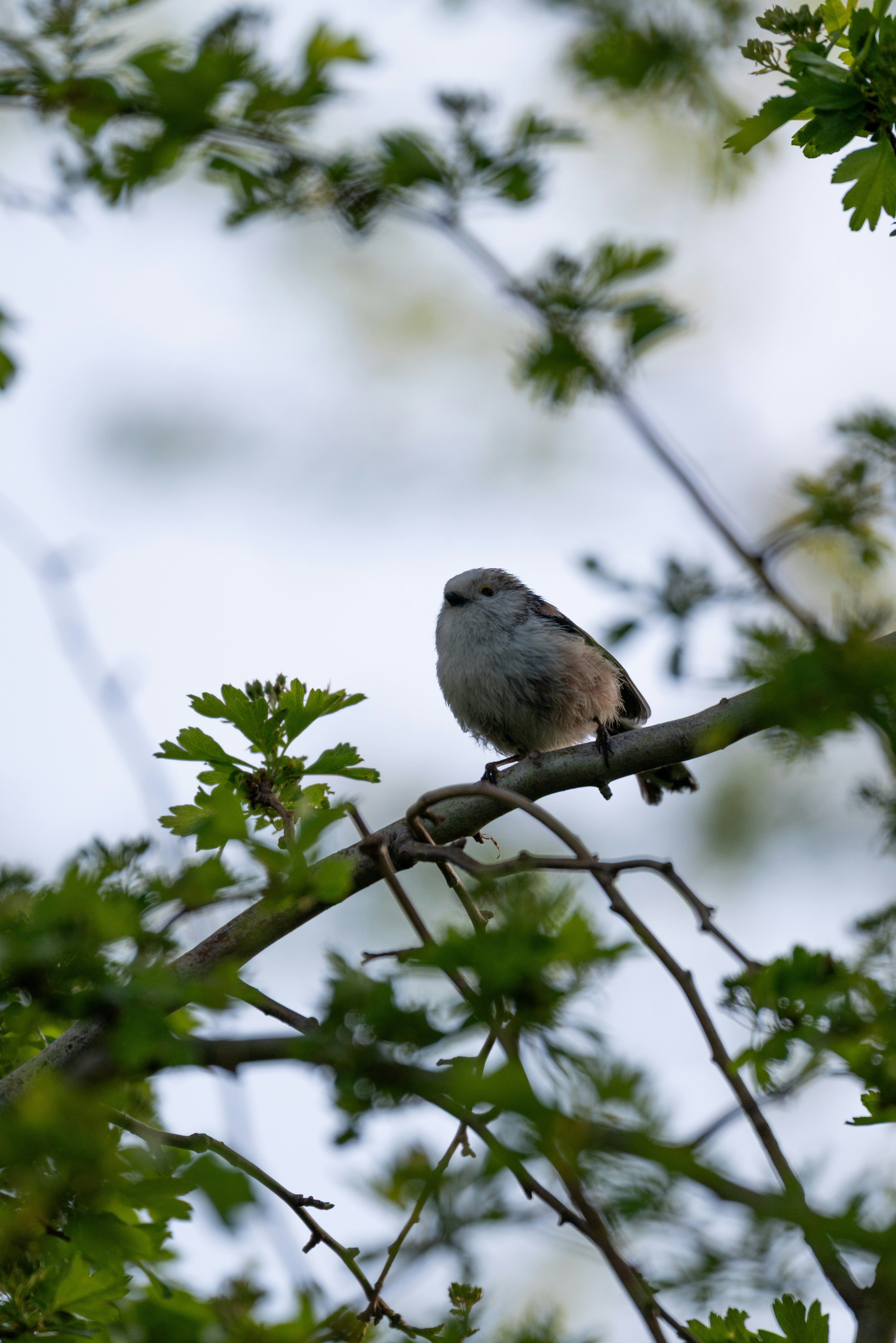 Perched Spotlight: A Tiny Ember Lingers on a Branch