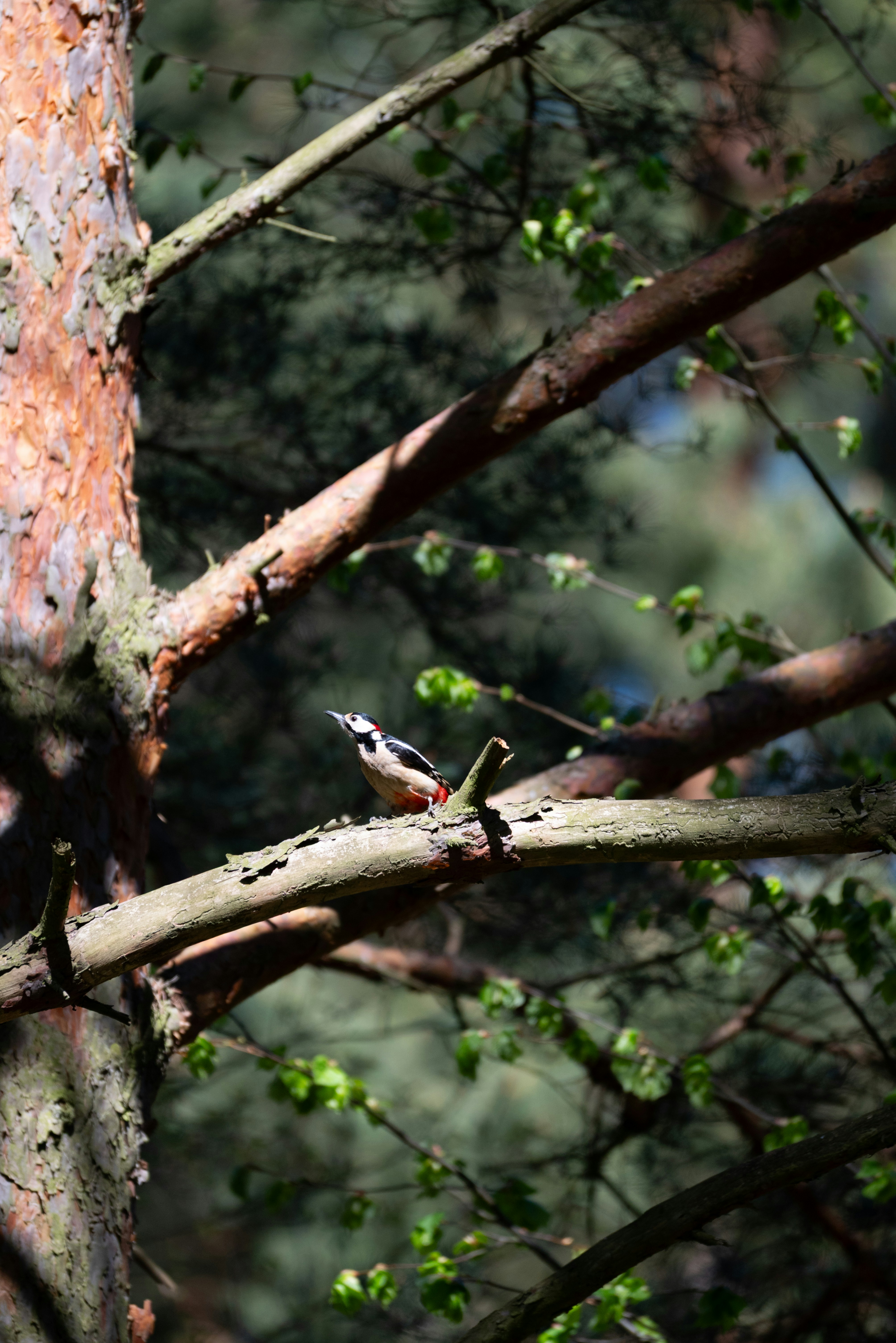 Tiny Red-breasted Bird Perched on a Mossy Branch in Sunlit Forest
