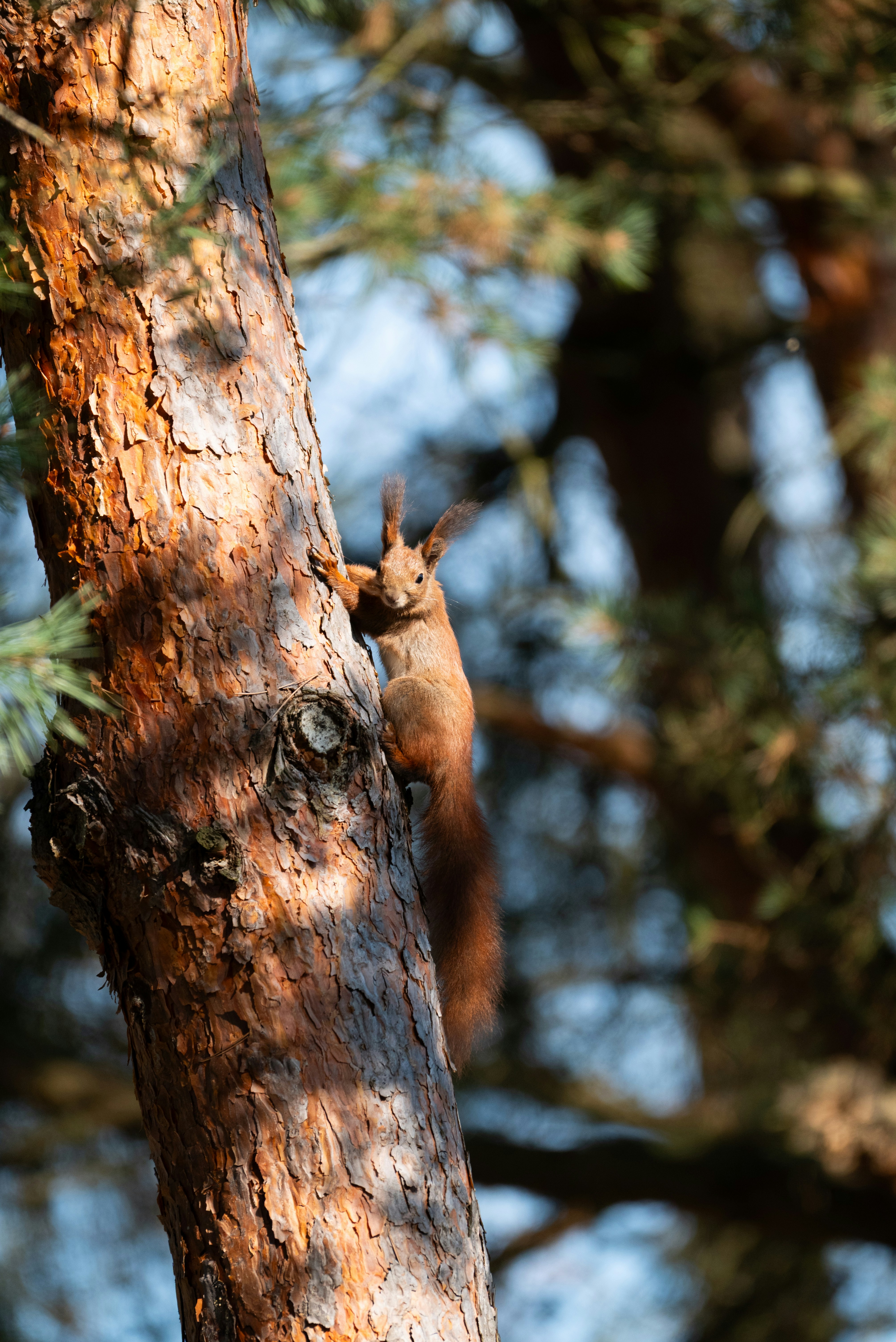 Squirrel Clings to Sunlit Pine, Hidden Woods in Focus