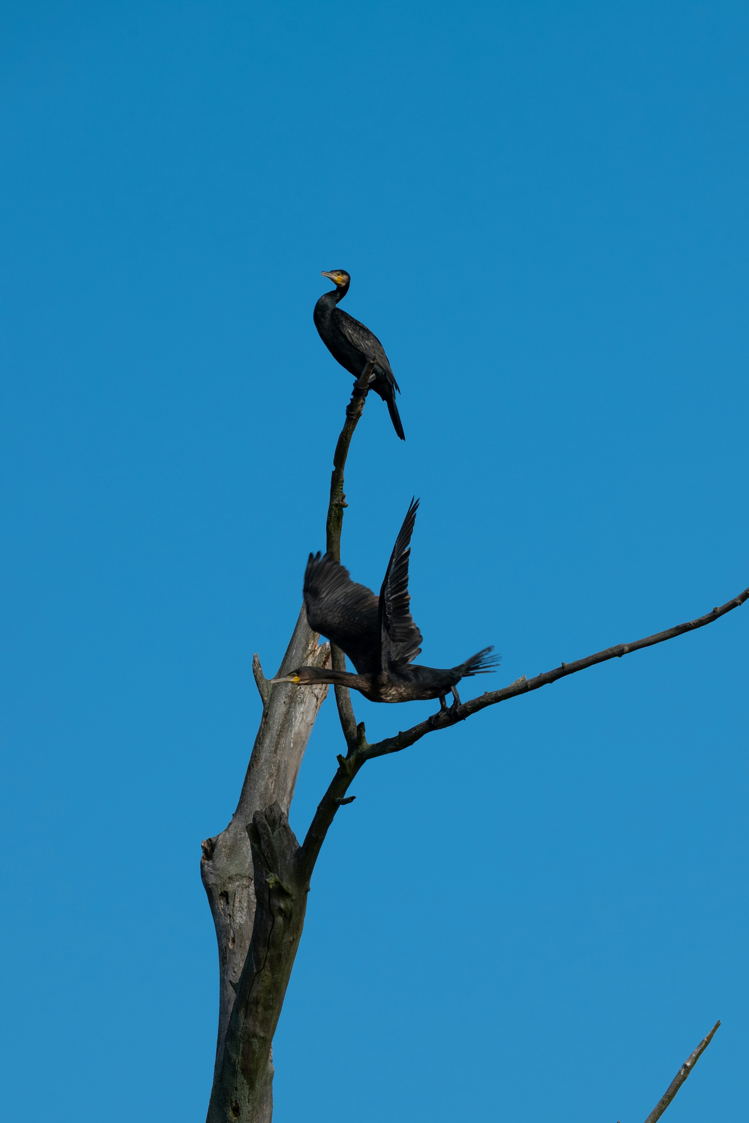 Perched and Takeoff: Black Heron Gaining Lift Against a Clear Sky