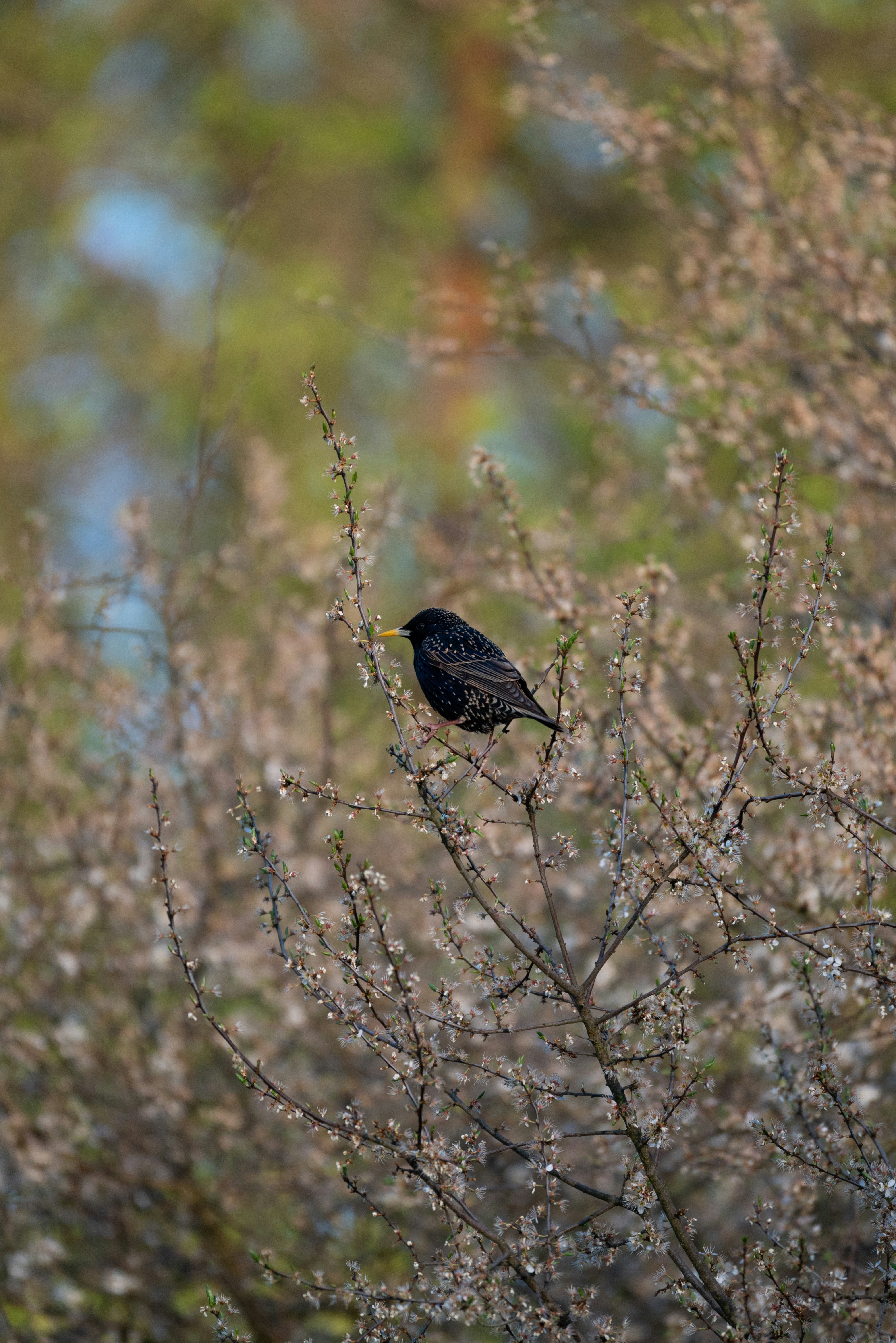Blackbird on a blossom-laced twig: a quiet moment in early bloom