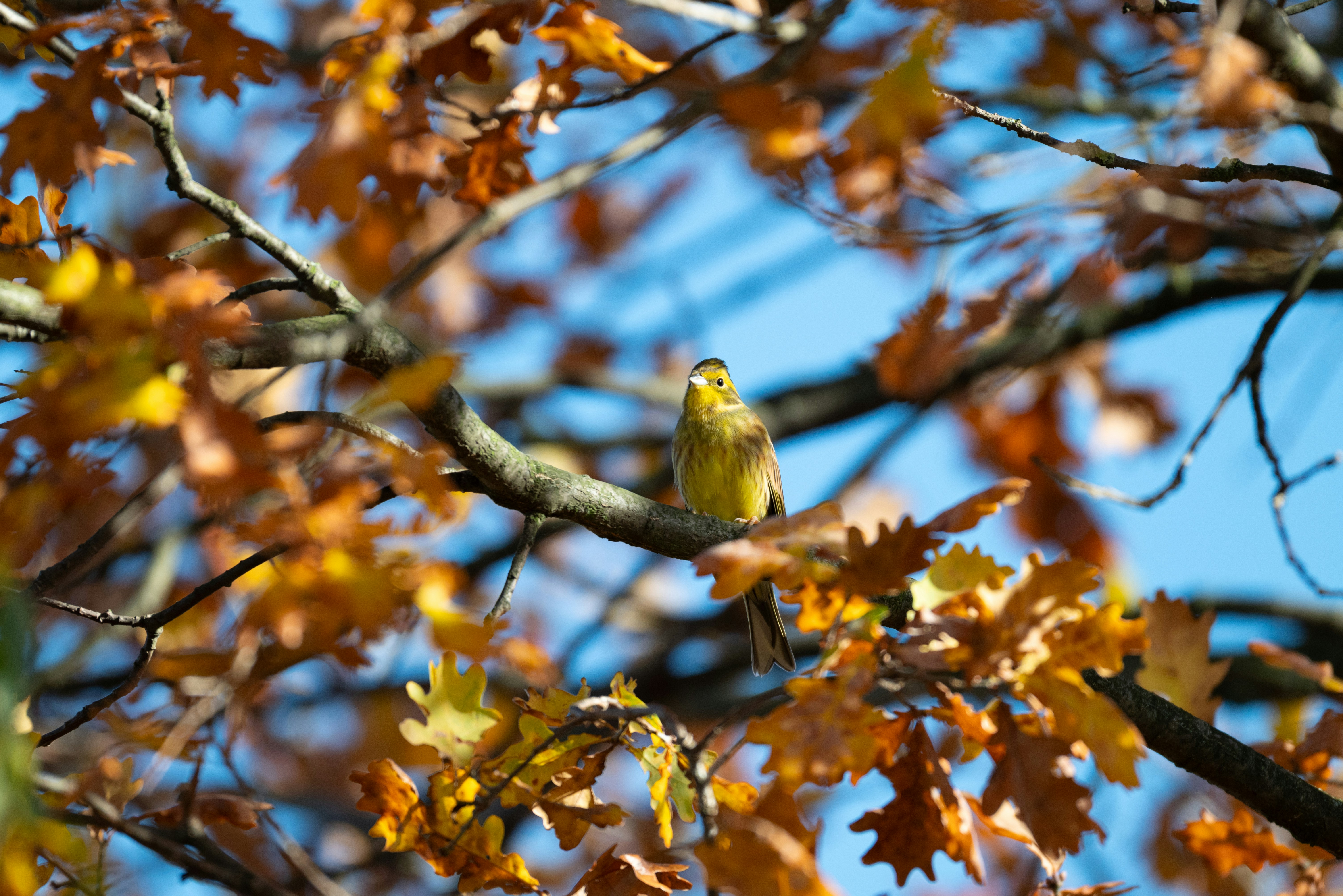 Golden Songbird in Fall Mosaic