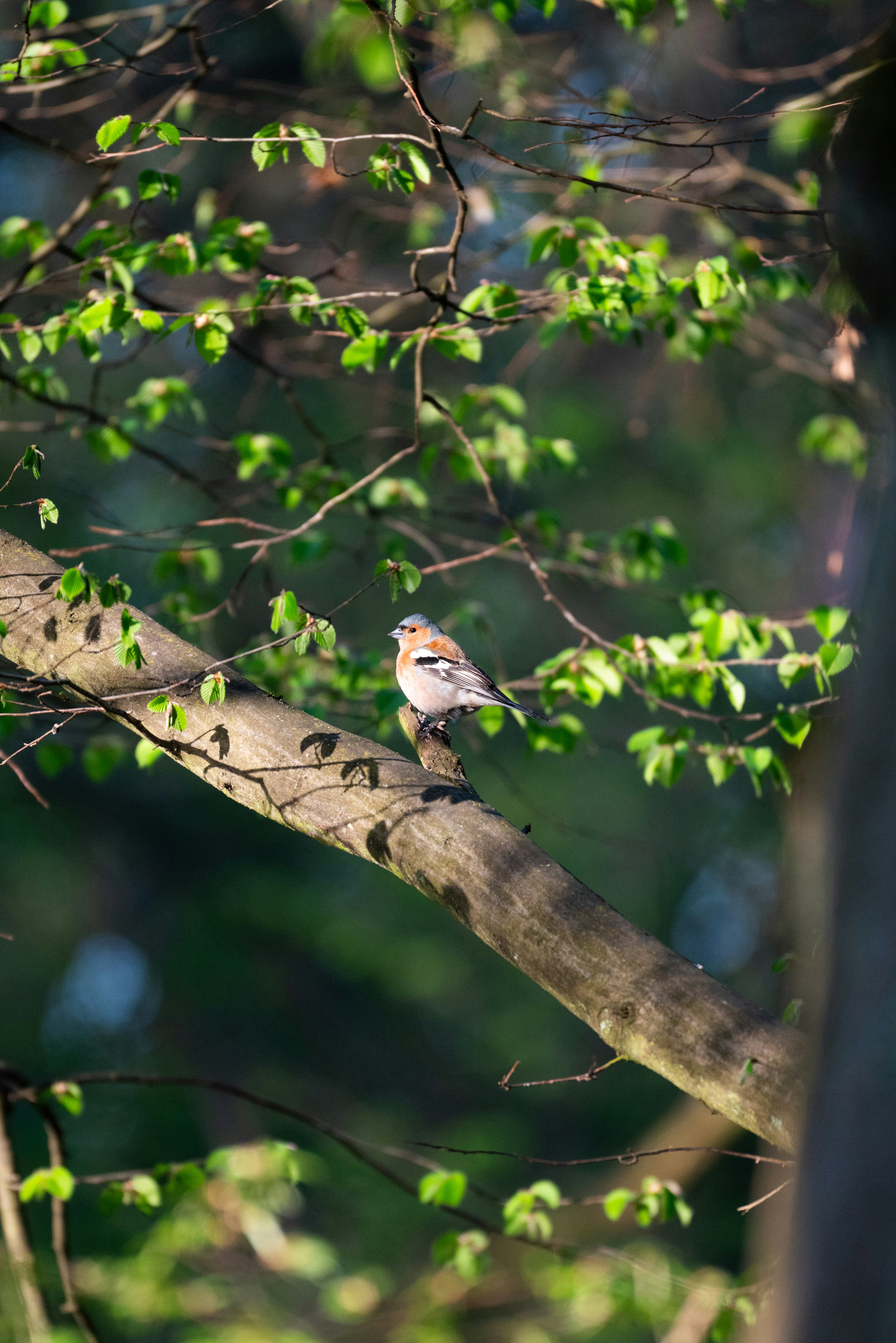 Scarlet Breasted Warbler perching on a sunlit branch
