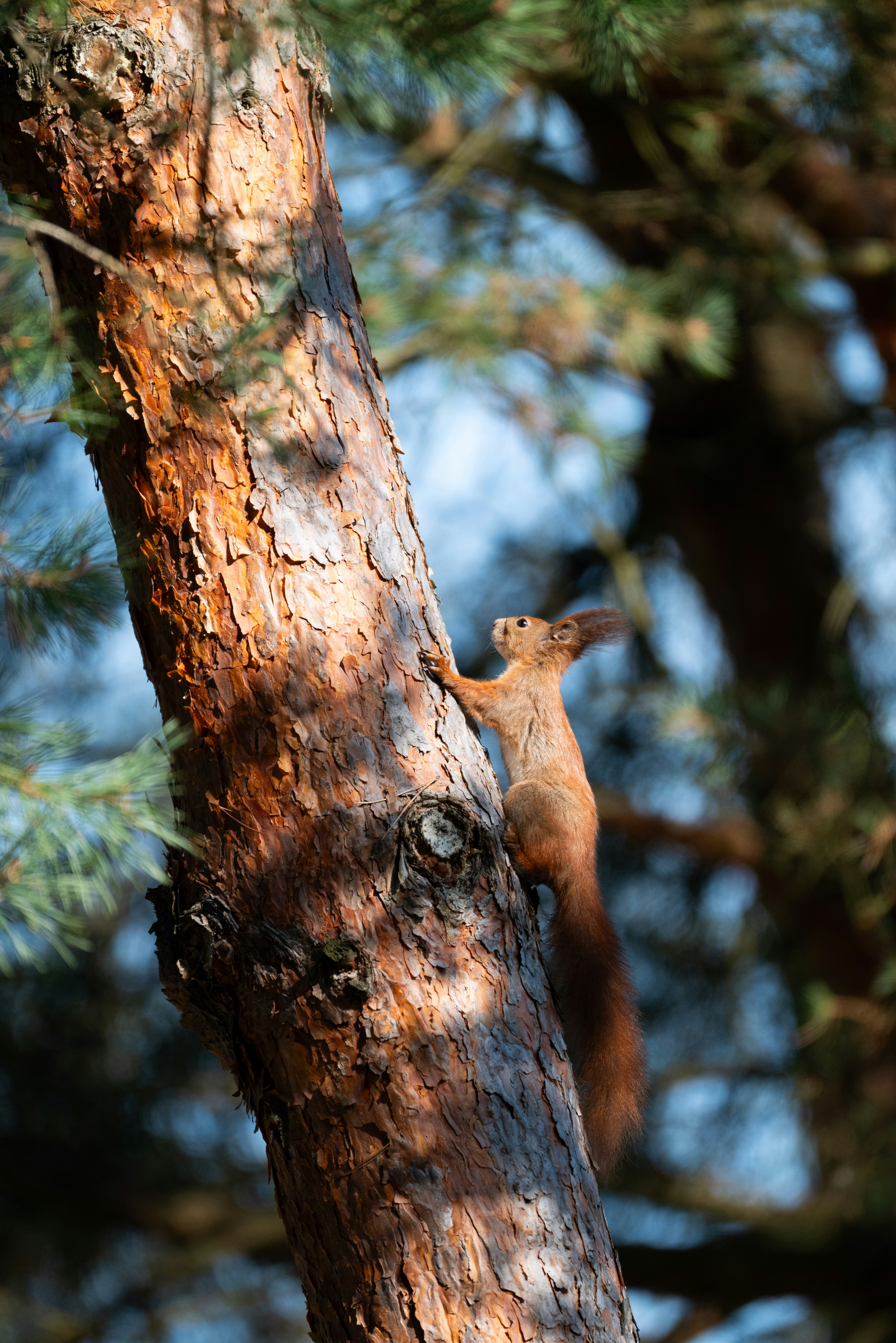 Clinging Squirrel on a Pine Trunk Streaked with Sunlit Bark