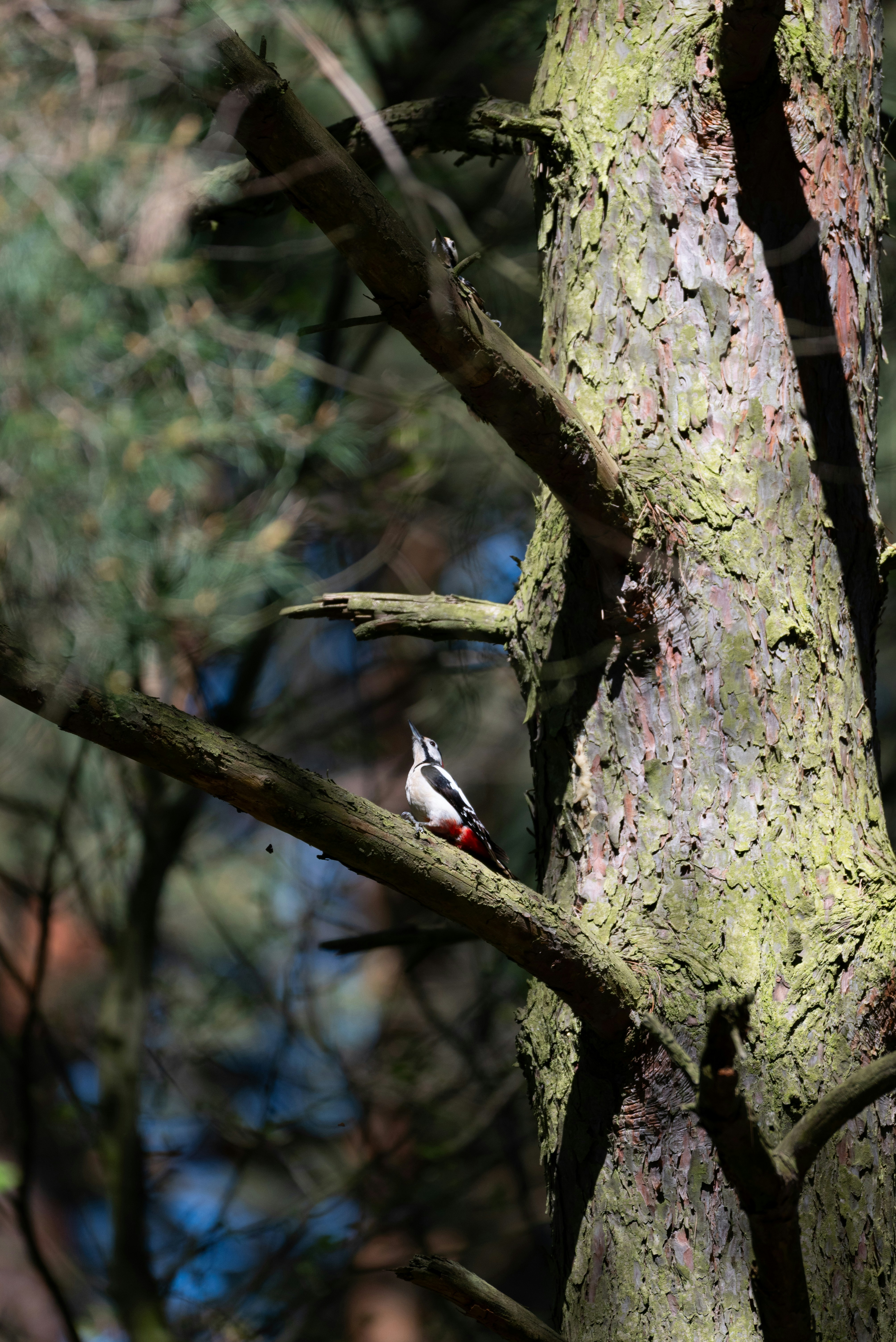 Red-bellied Woodpecker on a Mossy Trunk