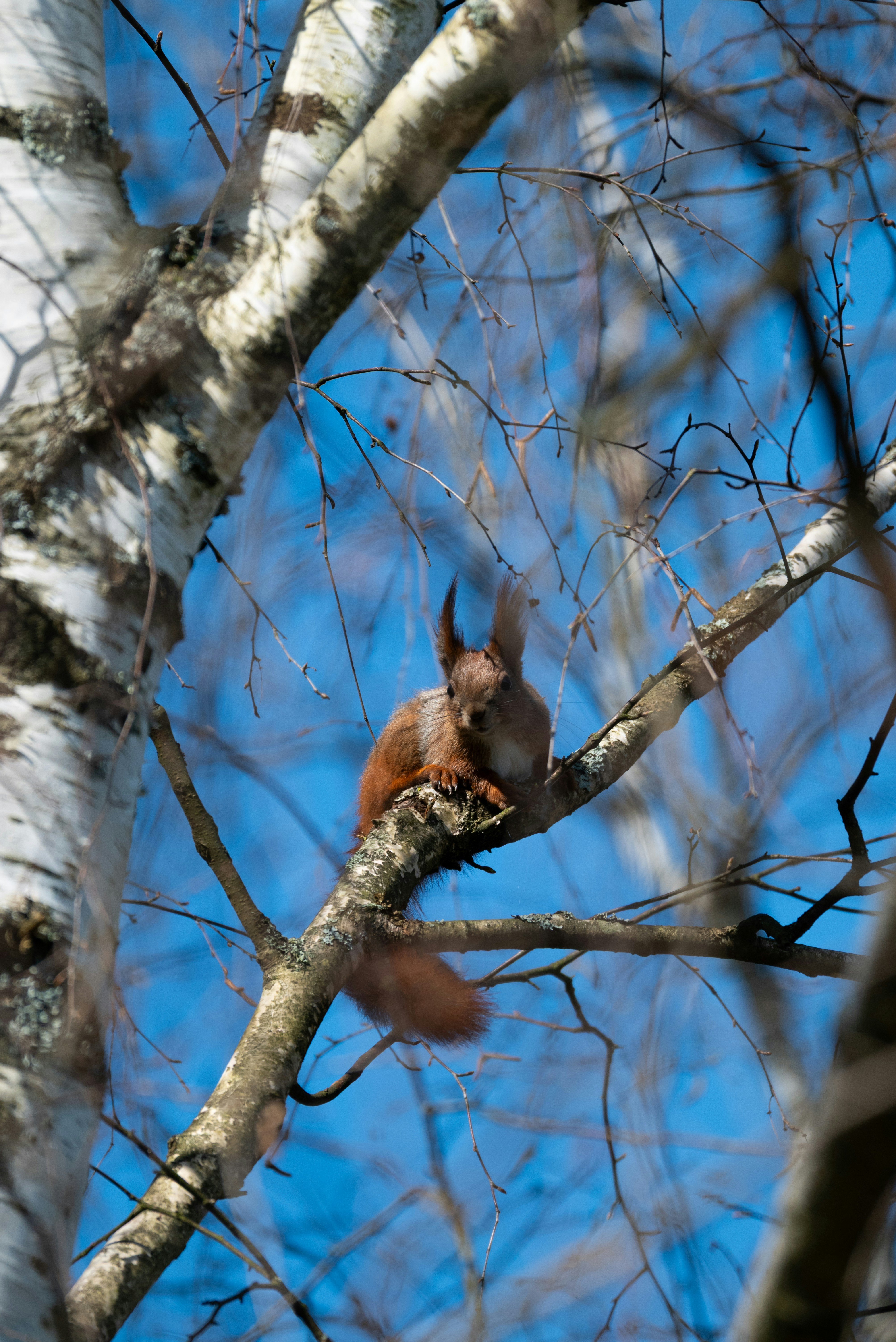 Squirrel on a Birch Branch Beneath a Cobalt Sky