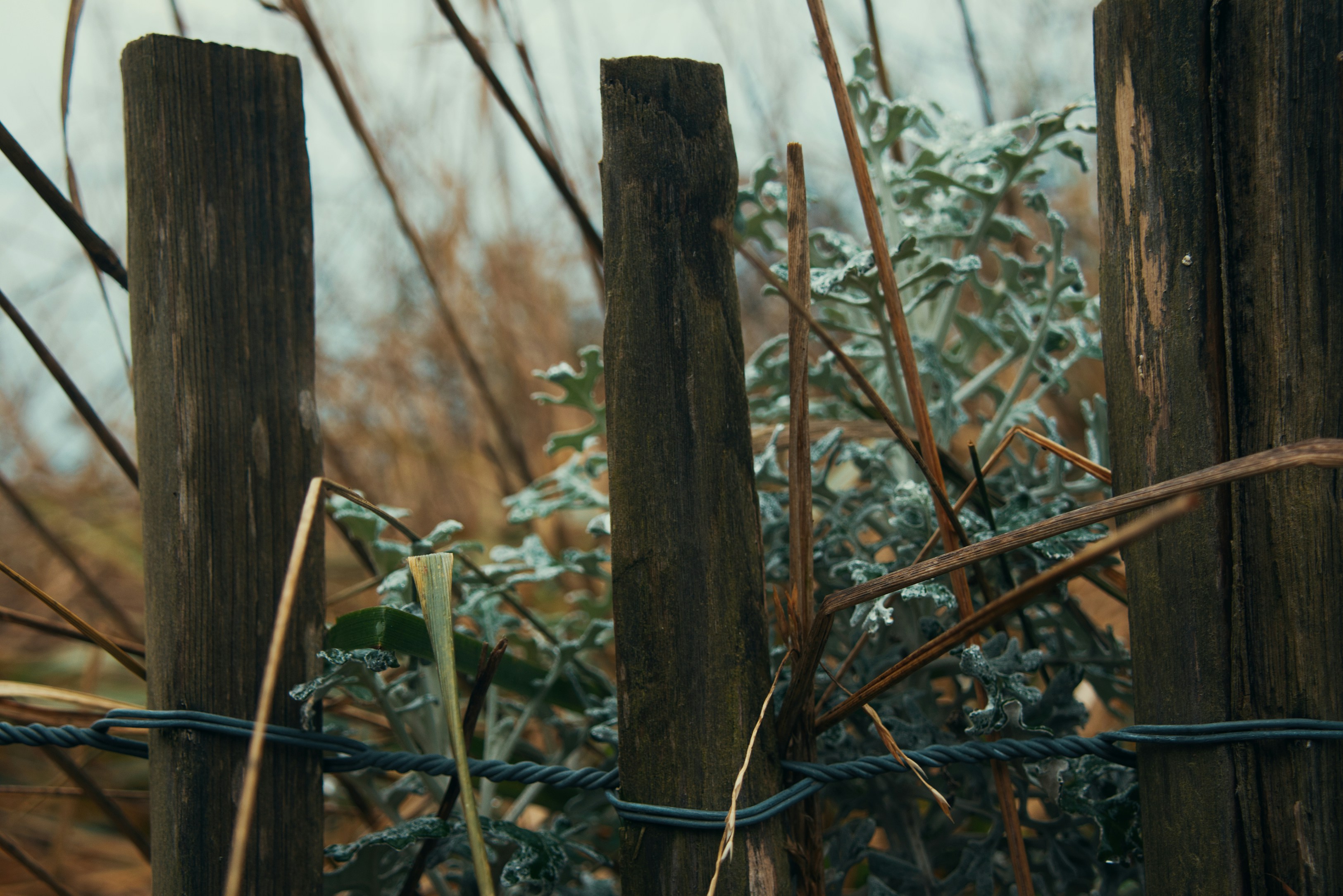 Wooden Fences and Dense Foliage: A Quiet Boundary Between Elements