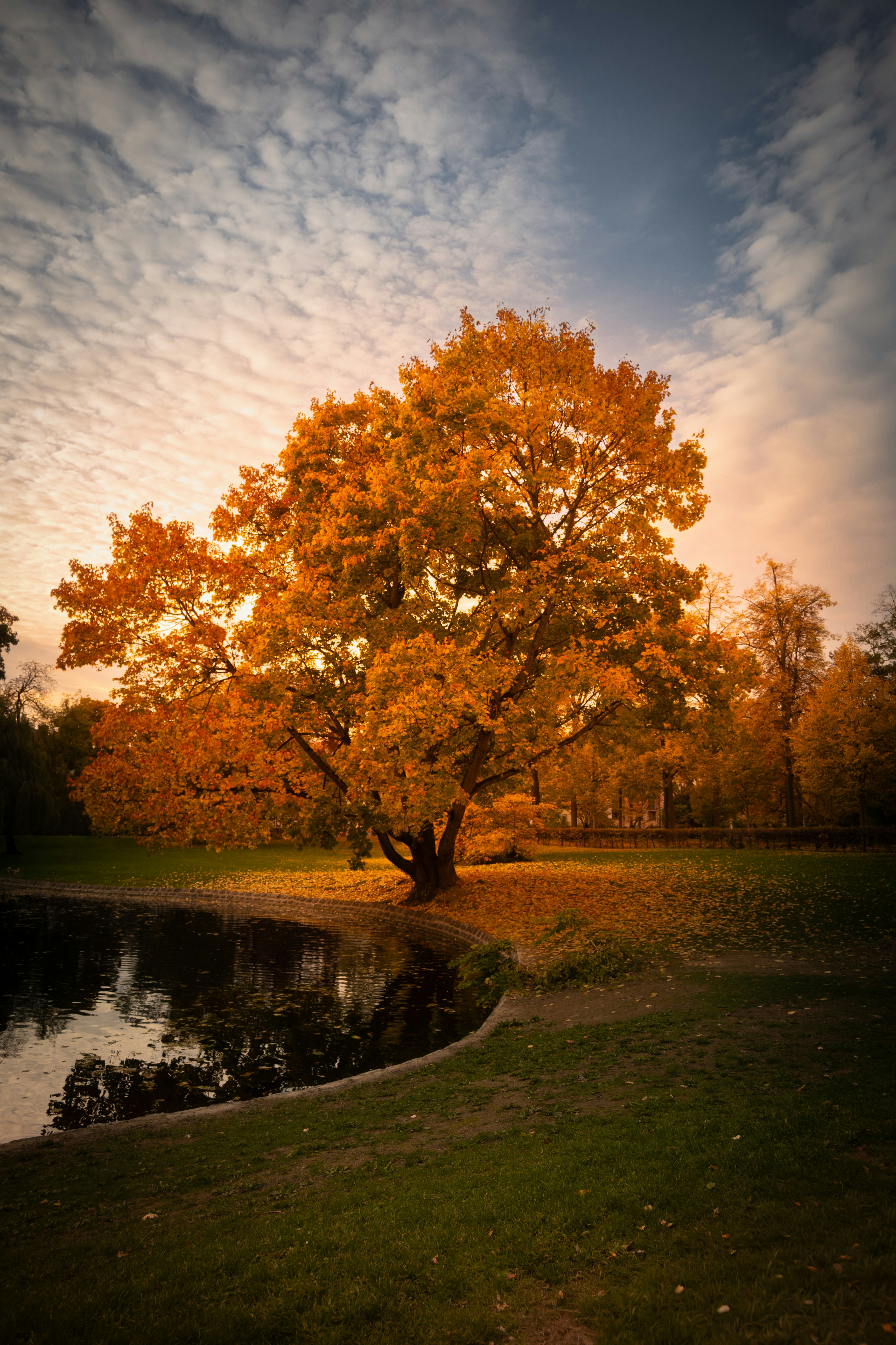 Autumn Sentinel: The Solitary Tree by the Quiet Pond