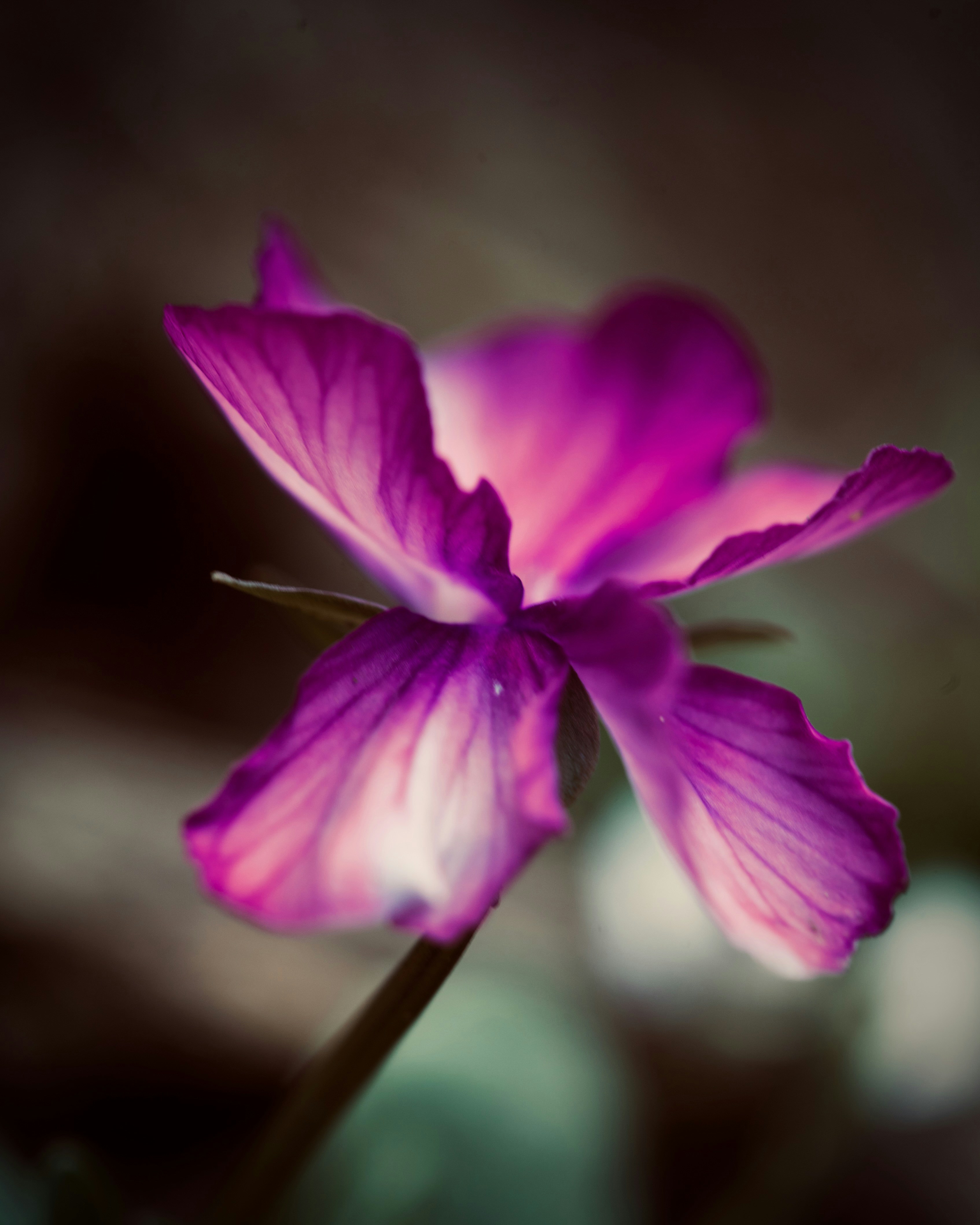 Violet Petal Reverie: A Single Bloom in Soft Focus