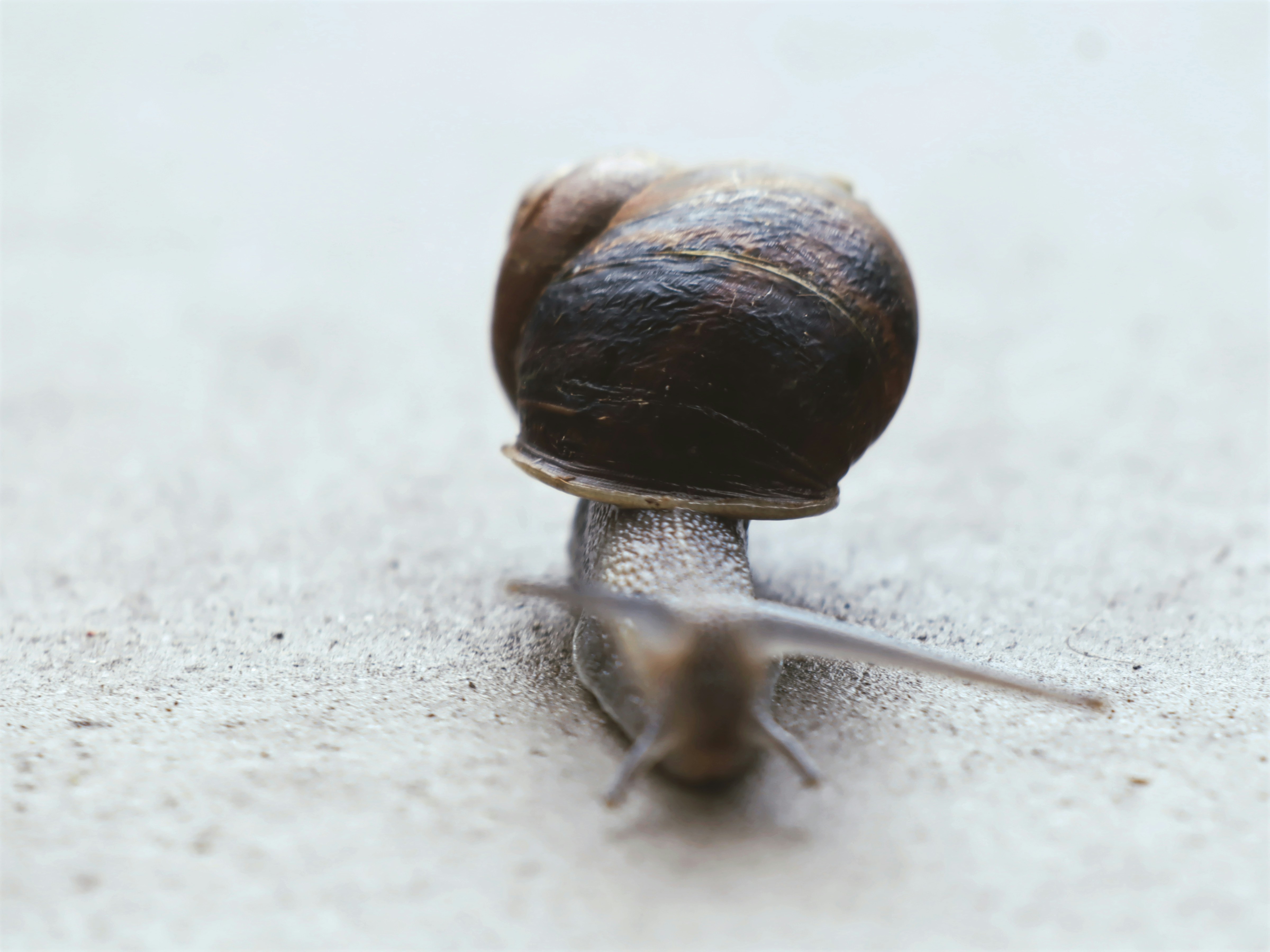 Shell Soldier: A Tiny Creature’s Bold Moment on a Dumpling Beach