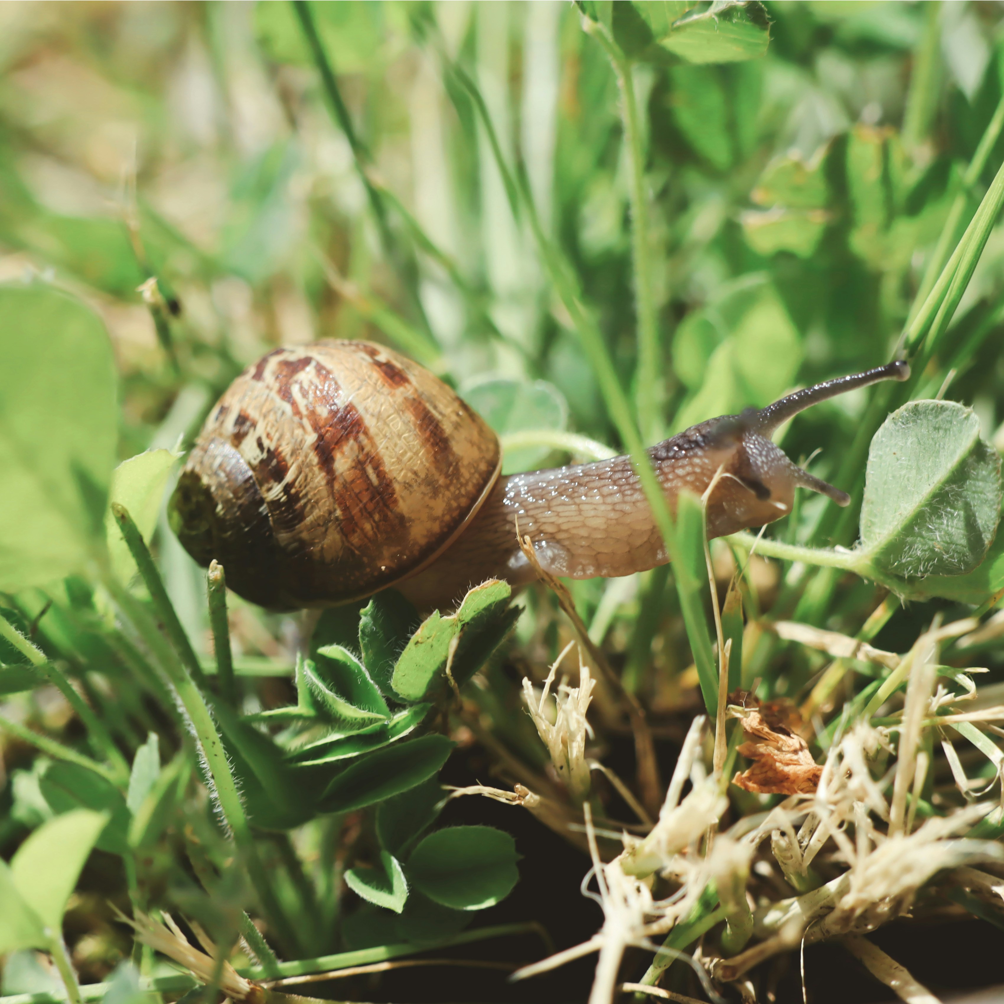 Coiled Traveler in a Green Patch