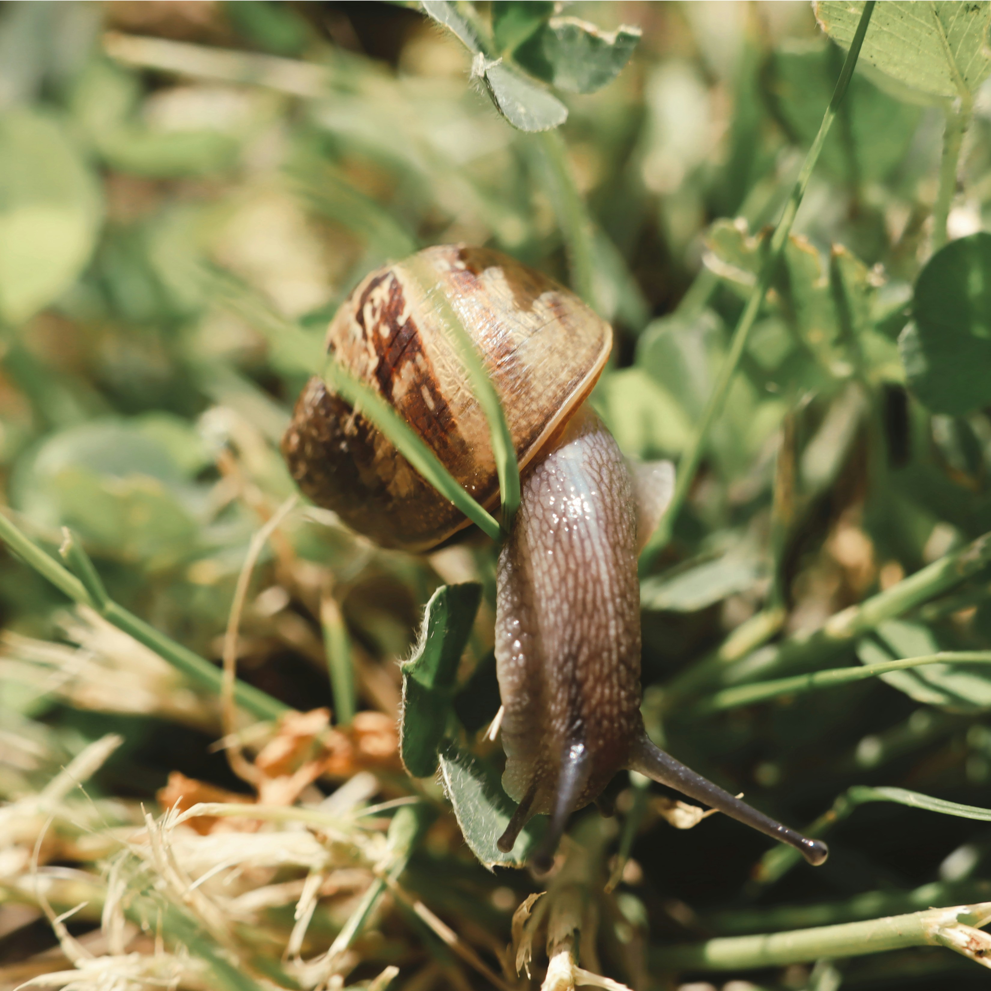 Close-up of a snail threading through grass and dried debris