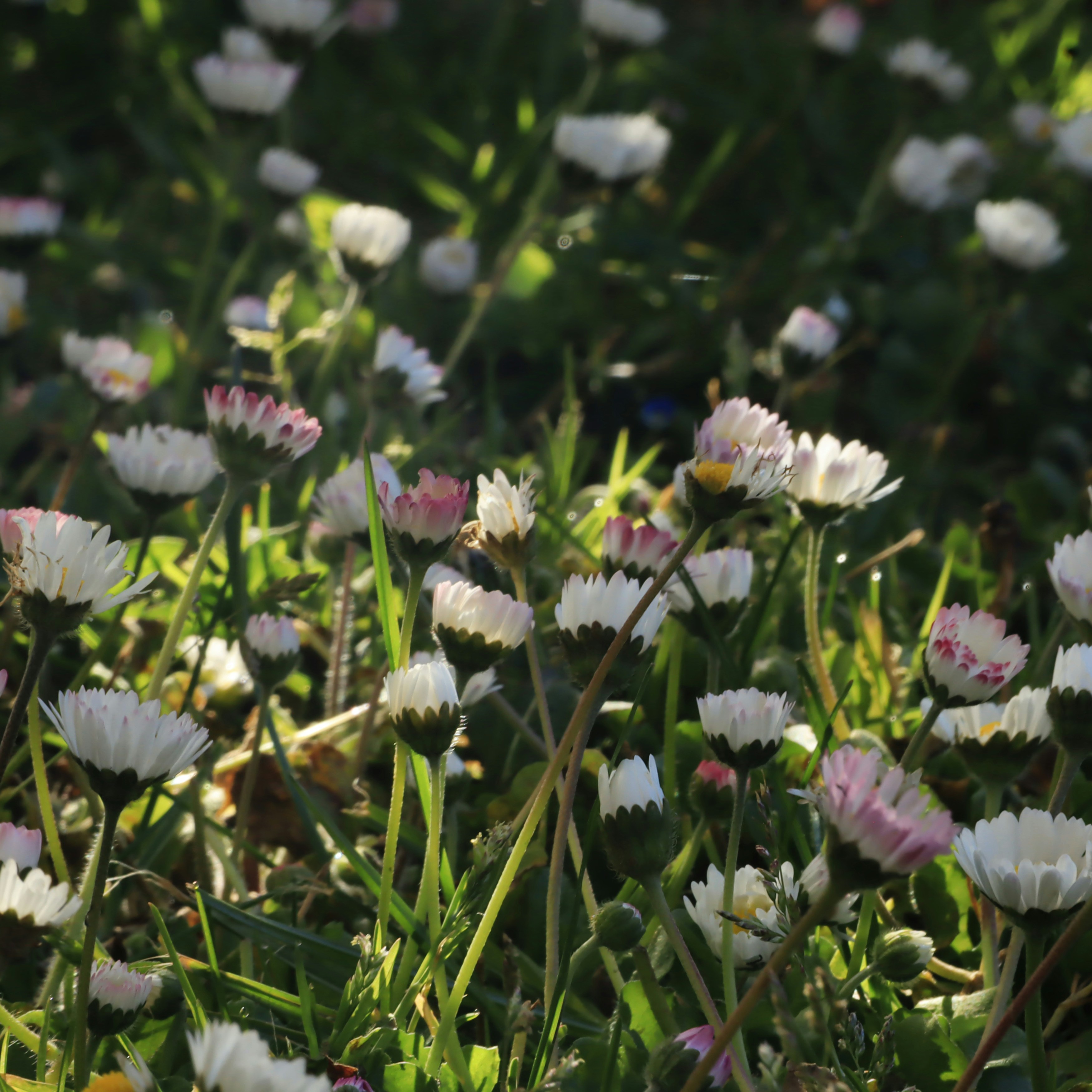 Sunlit Daisy Patch: Close-Up Bloom Chorus in a Garden Quiet