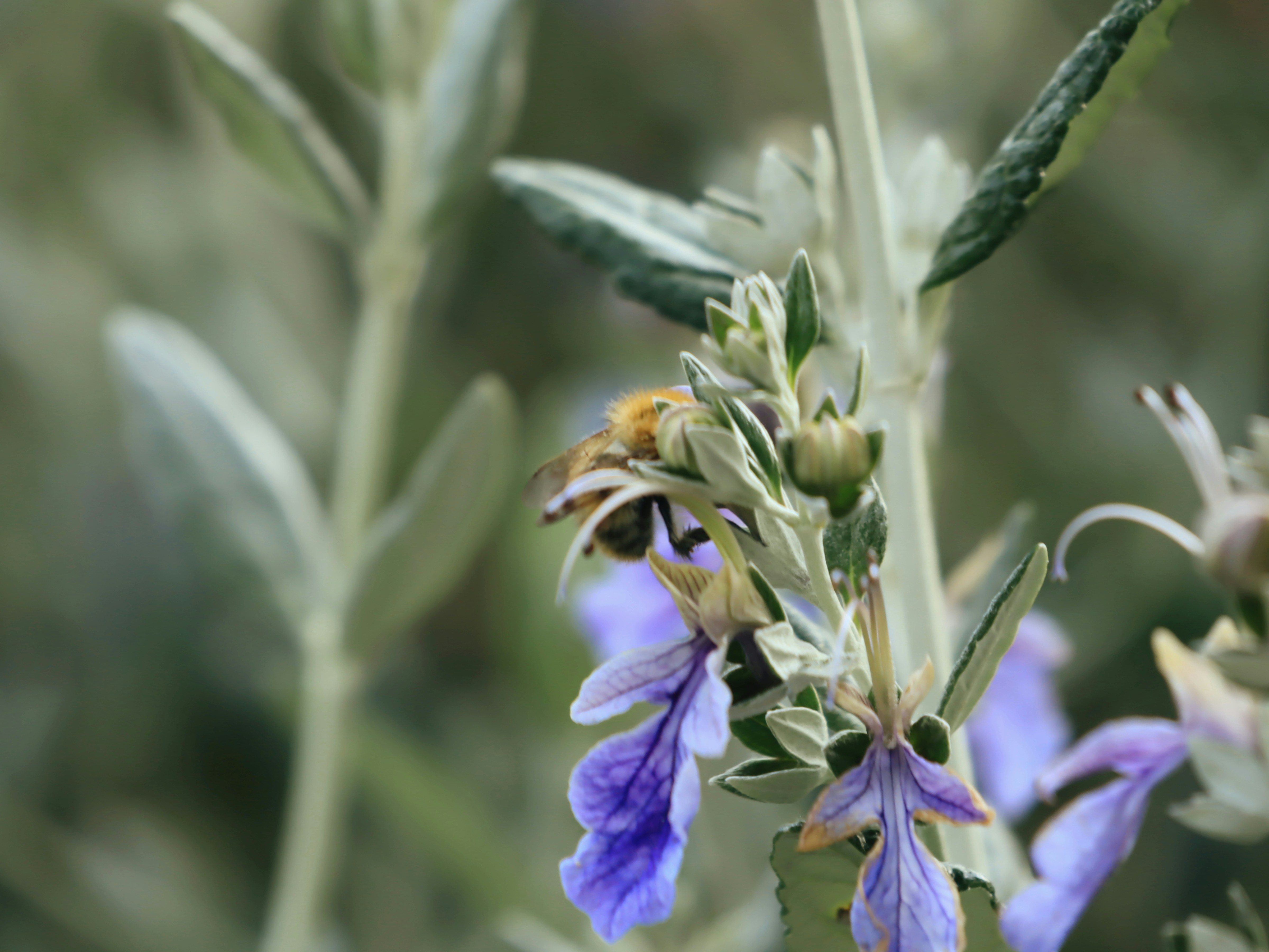 Purple bloom in focus: a close-up of wildflowers with bee activity