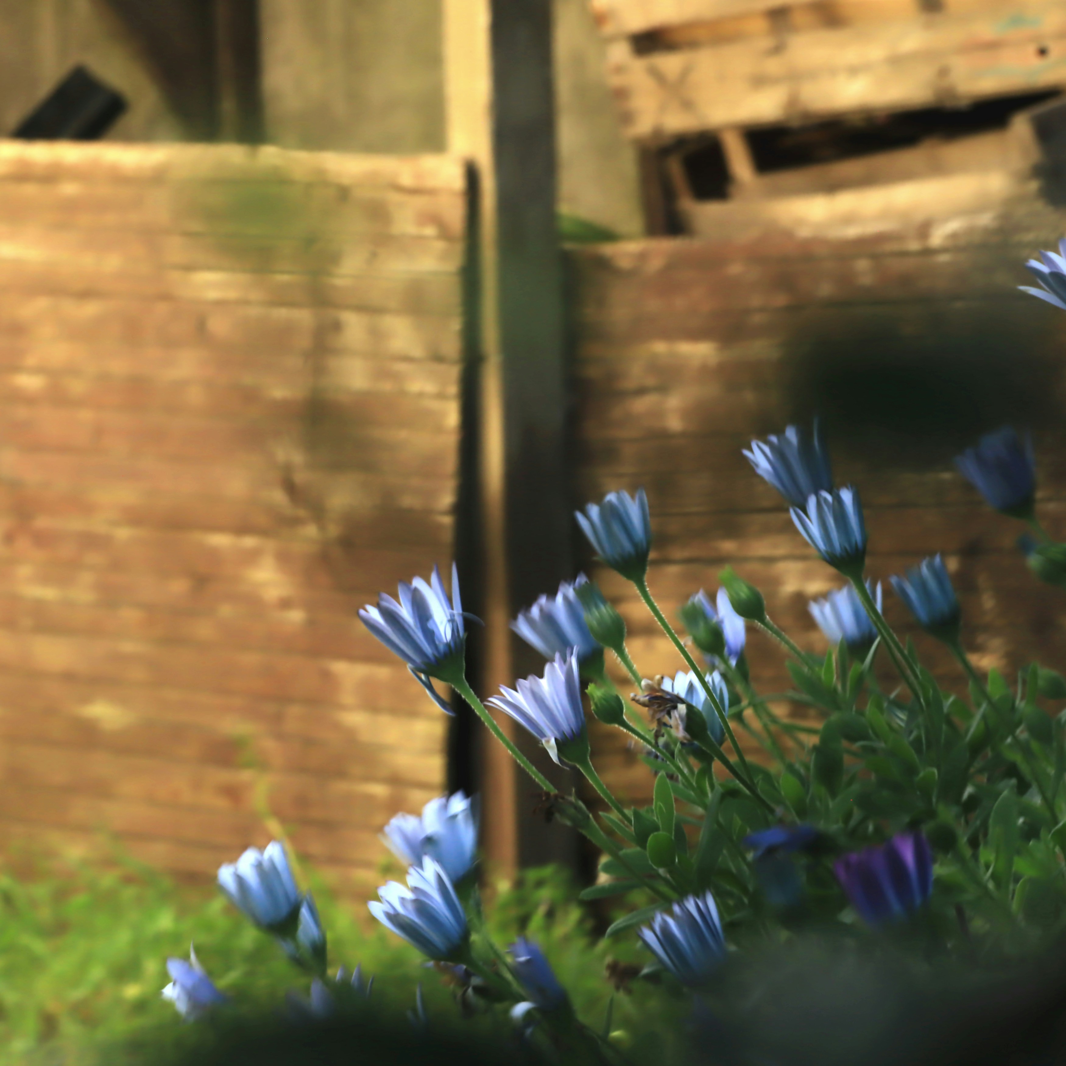 Blue Blooms at the Edge of the Garden Wall