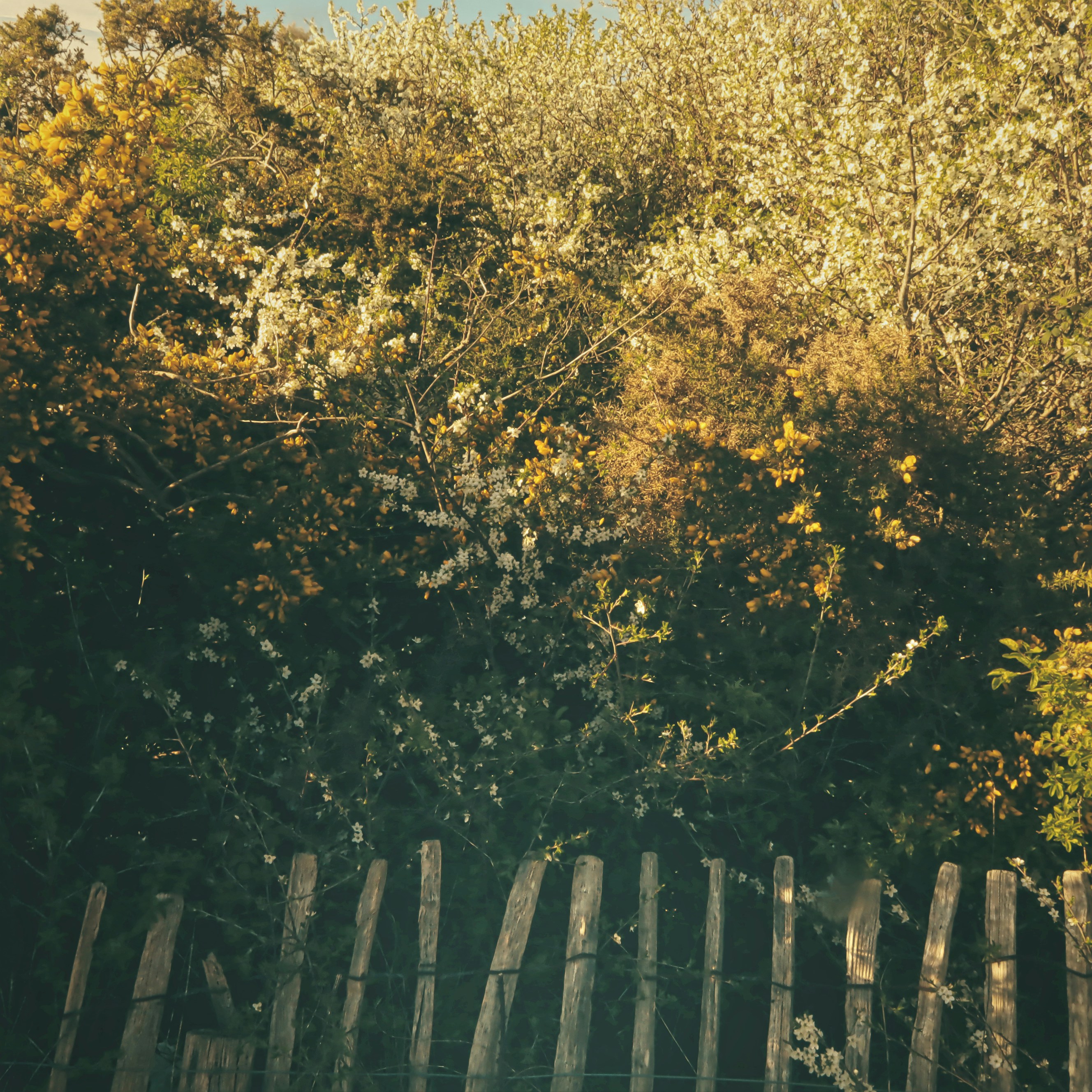 Autumnal Fences and Dappled Light