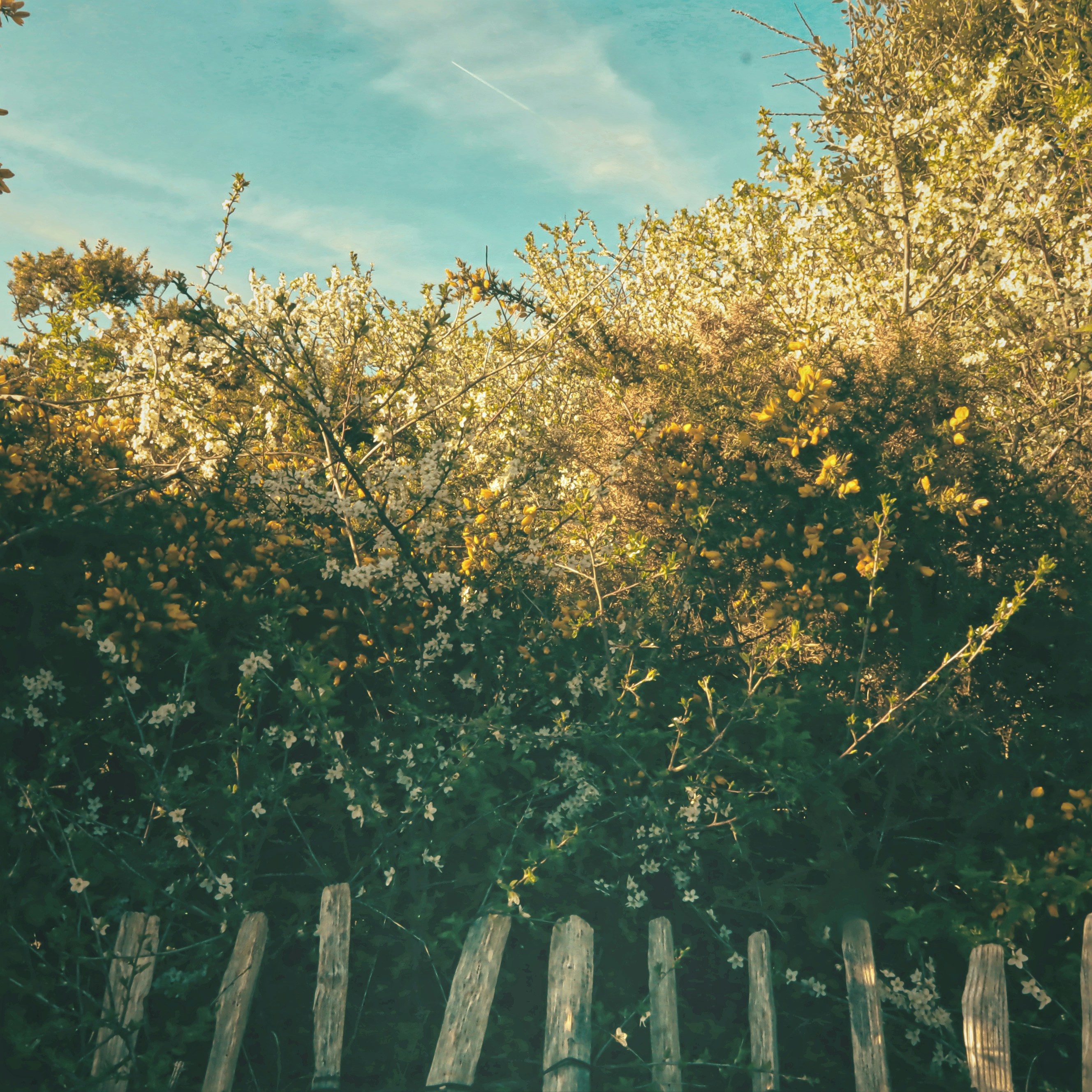 Sunlit Canopy and Weathered Fence: Autumn Haze