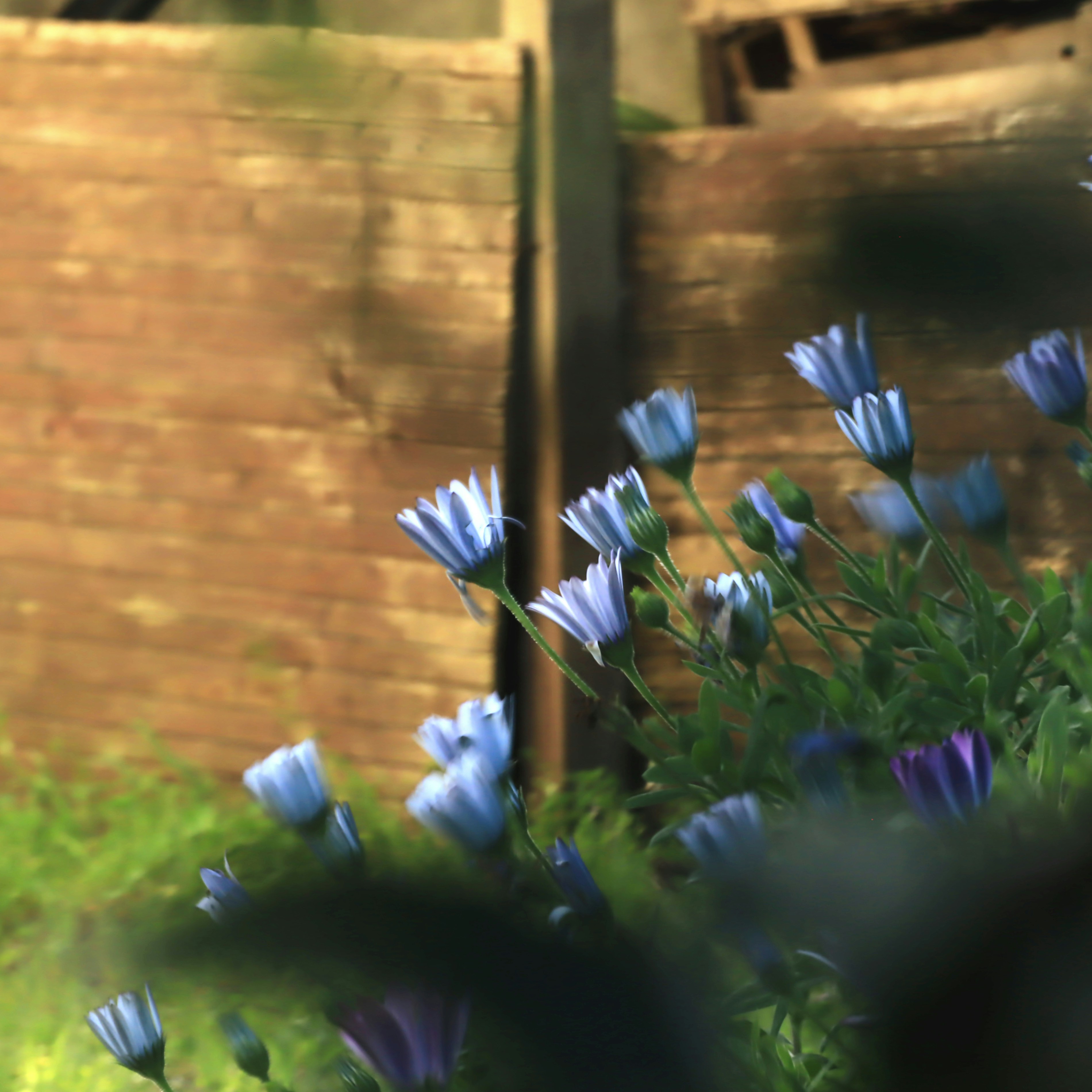Blue-flowered Border in Soft Evening Light
