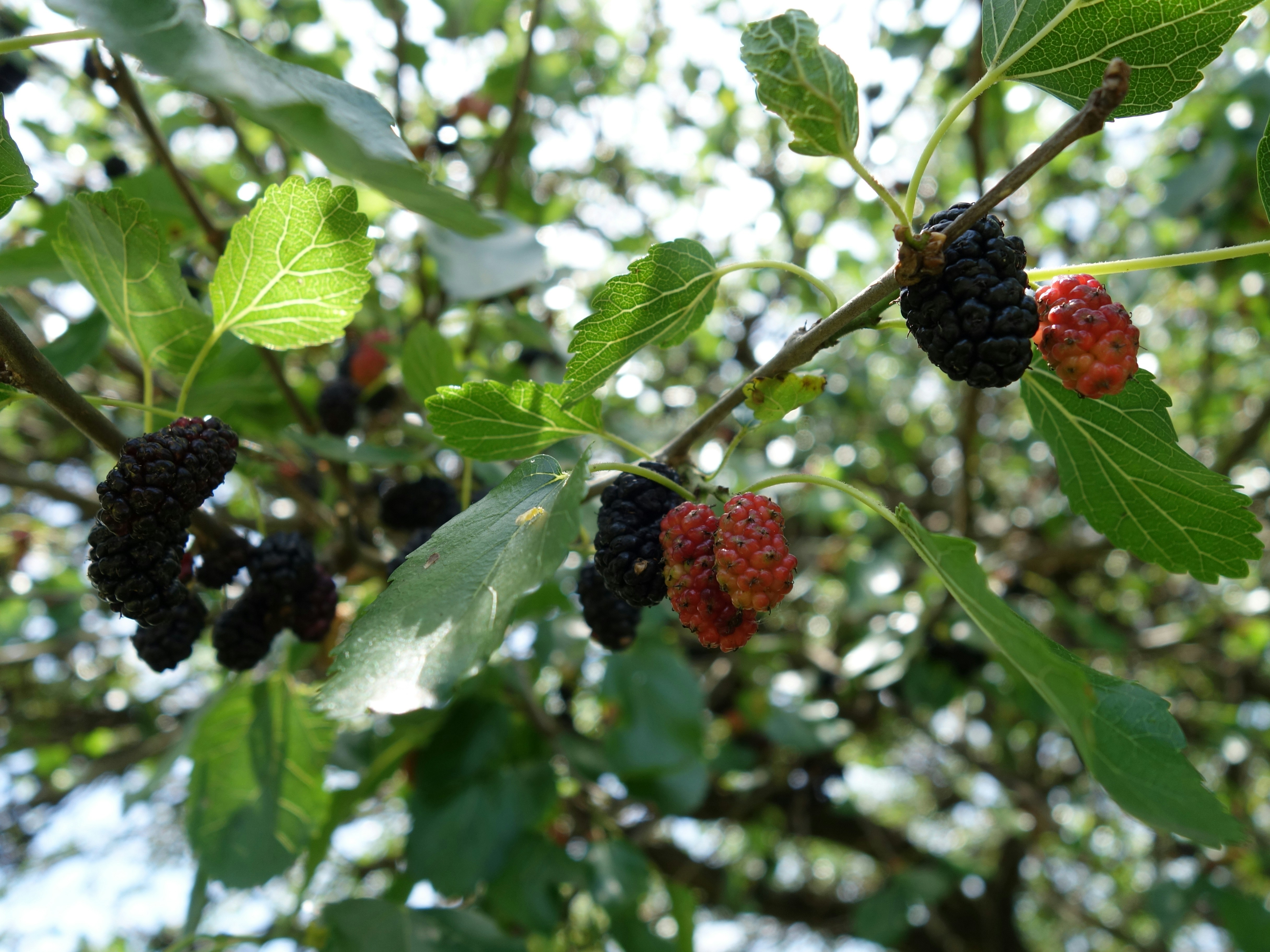 Ripe Ambition: Blackberries in a Sunlit Canopy