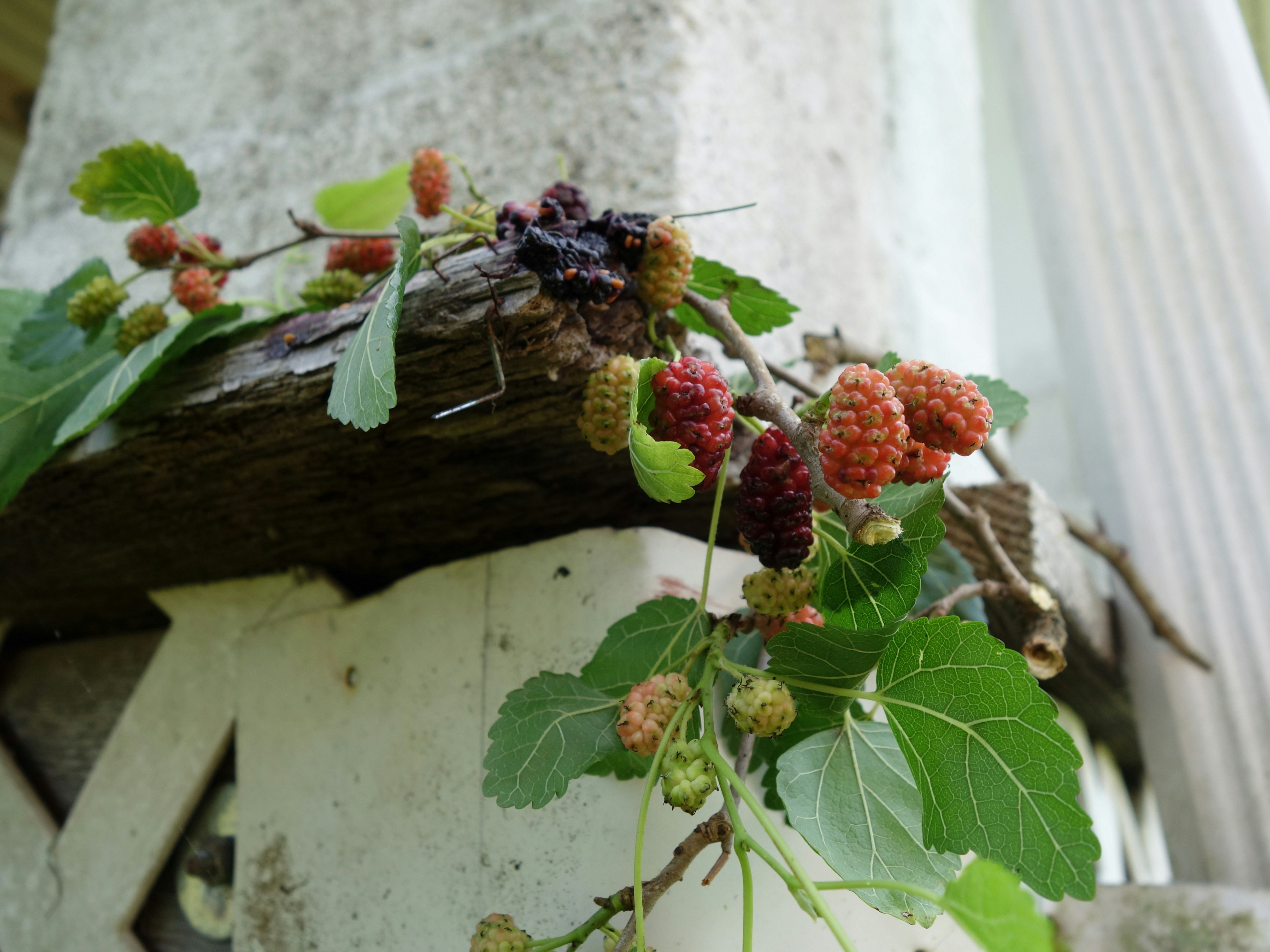 Overripe Blackberry Inked by Sunlight on a Weathered Structure