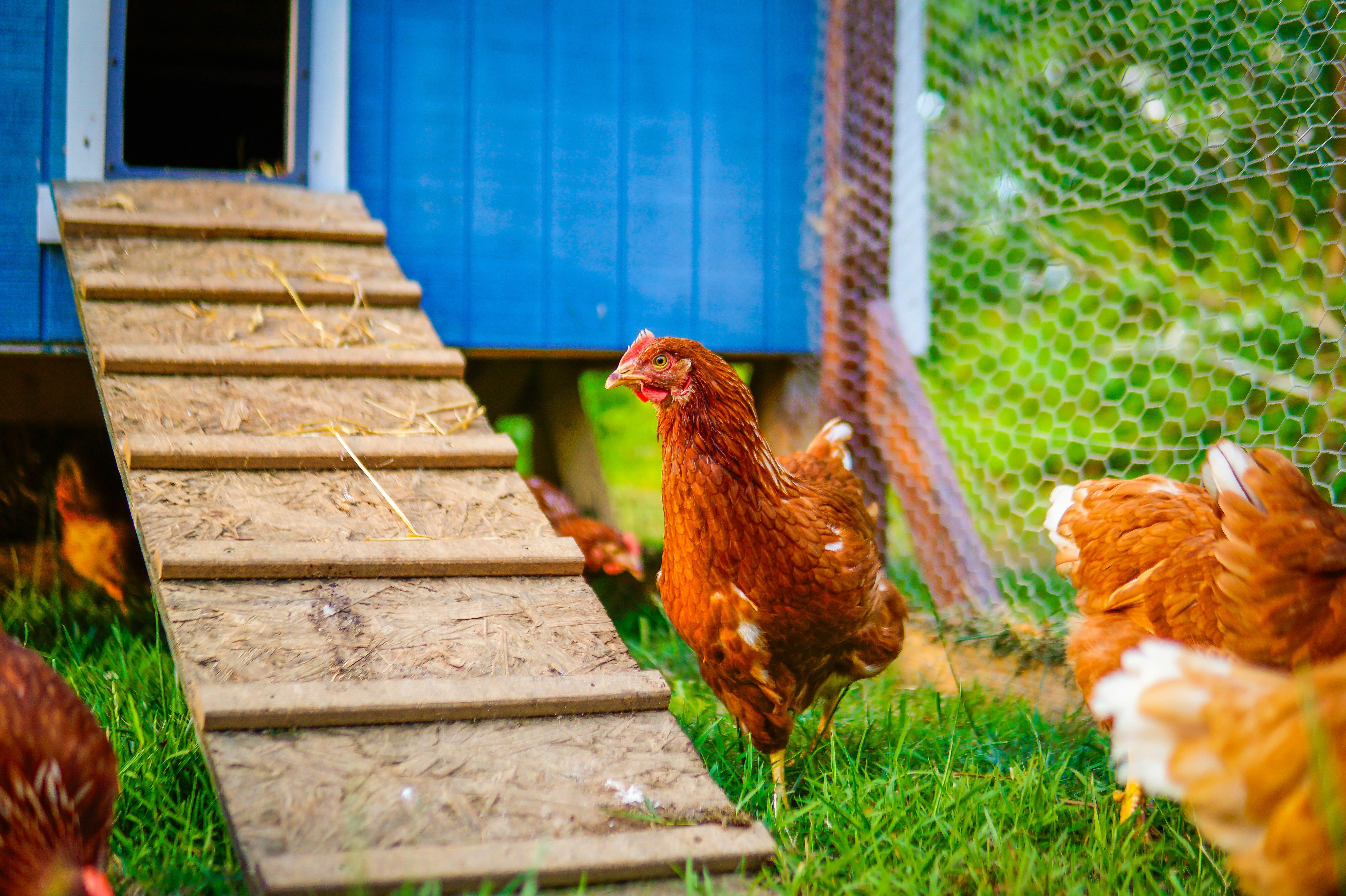 Midday Flock at the Coop Gate