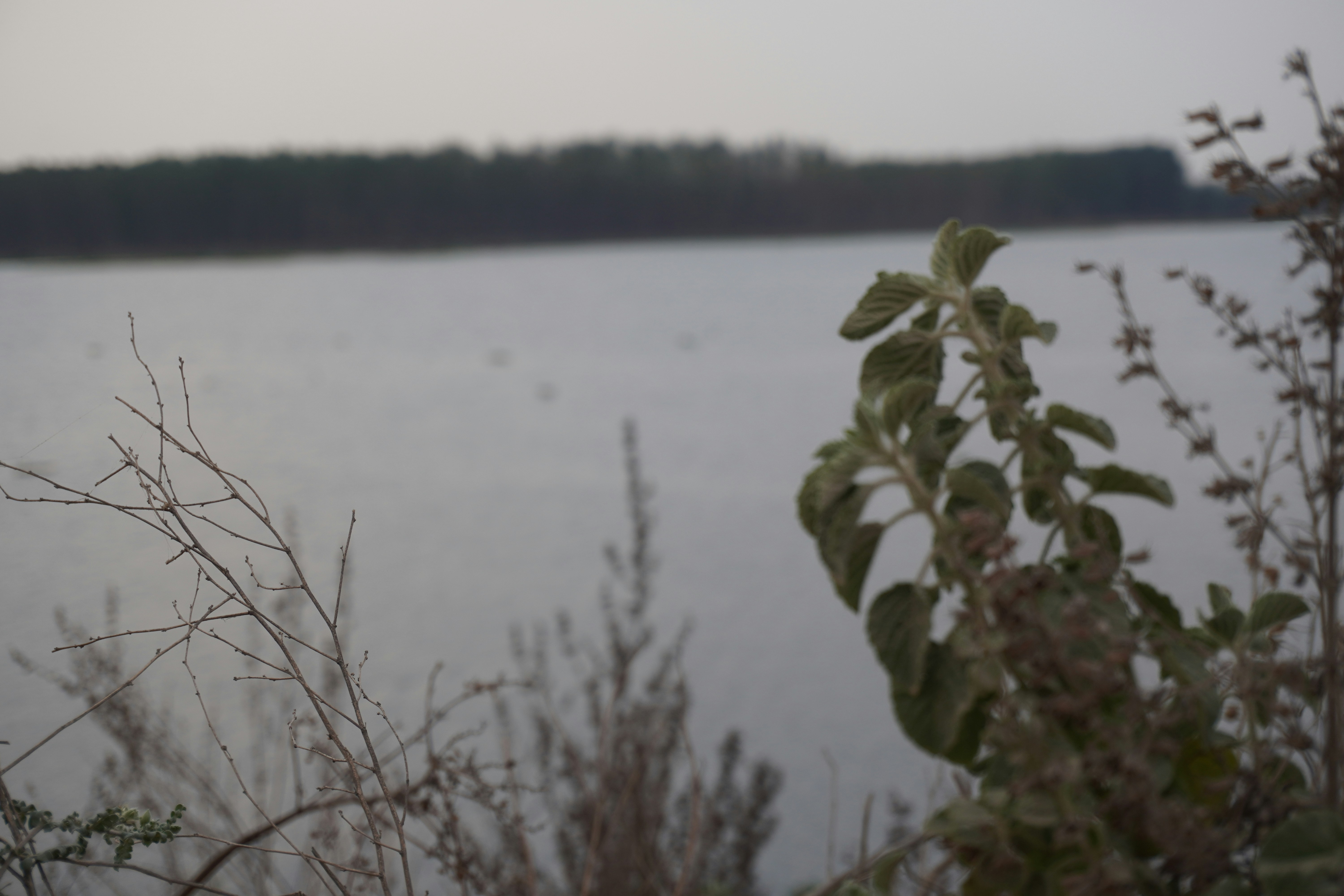 Branching silhouettes by the lake at dusk