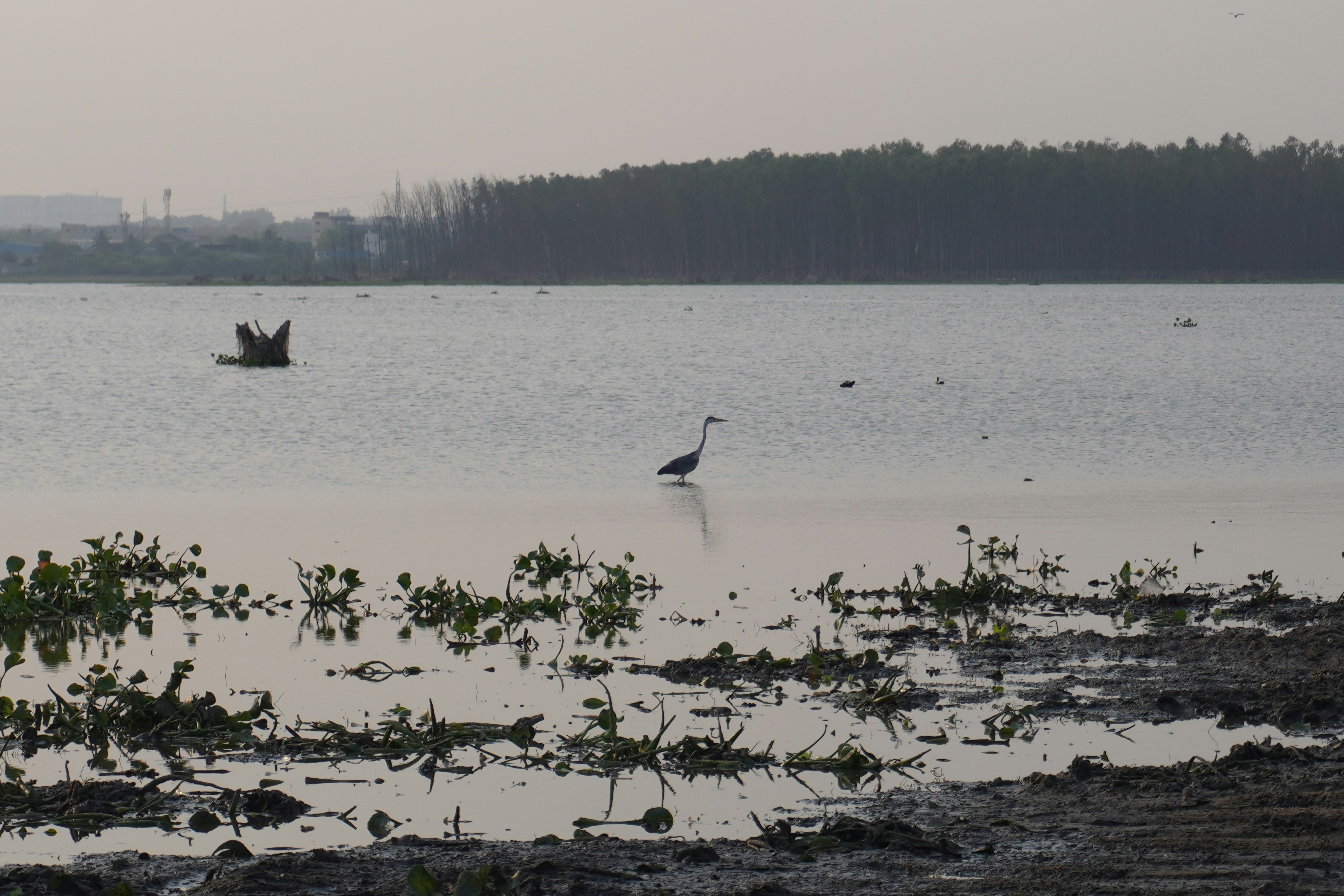 Lone Heron at the Water's Edge