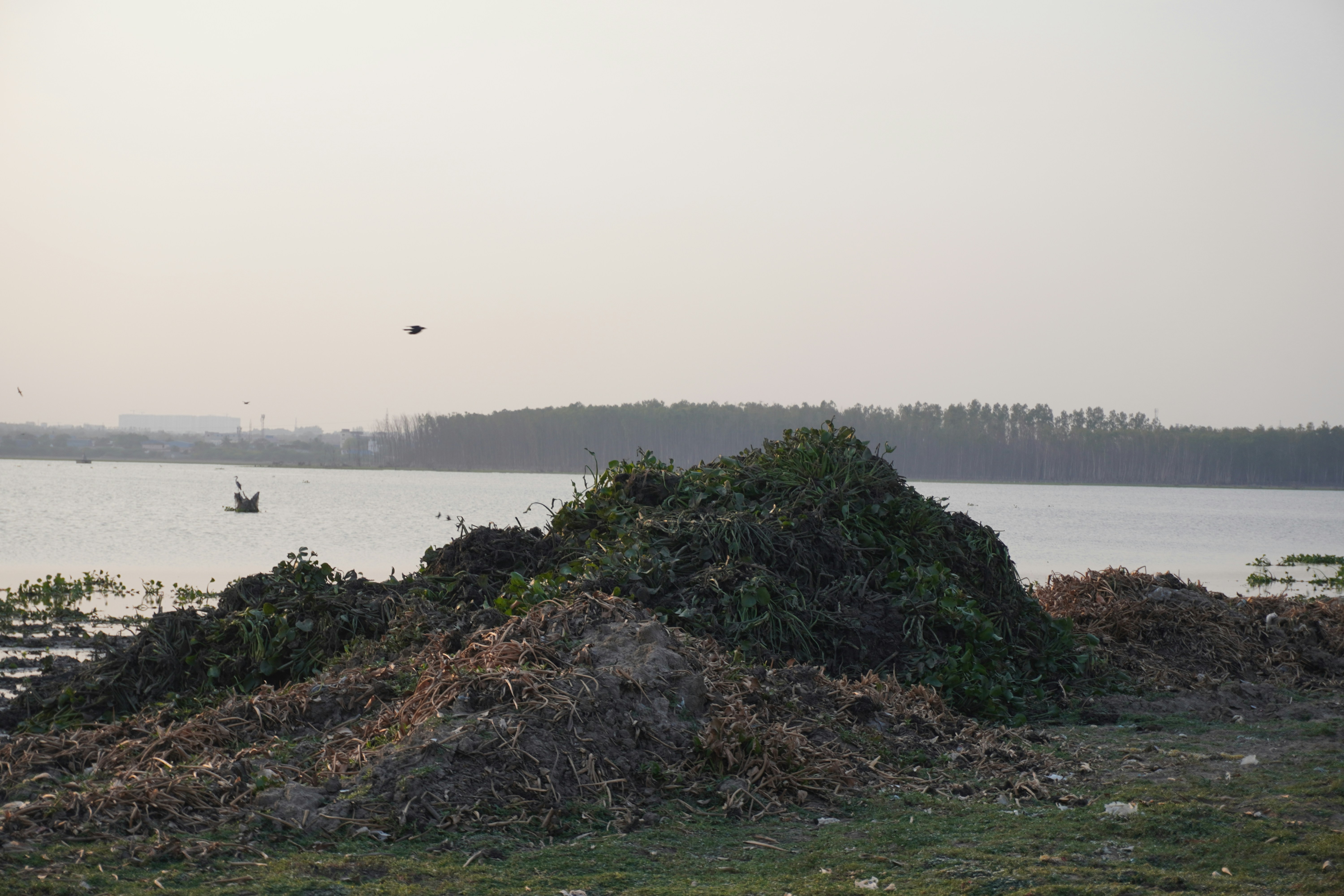 Rugged clump by the quiet riverbank at dusk