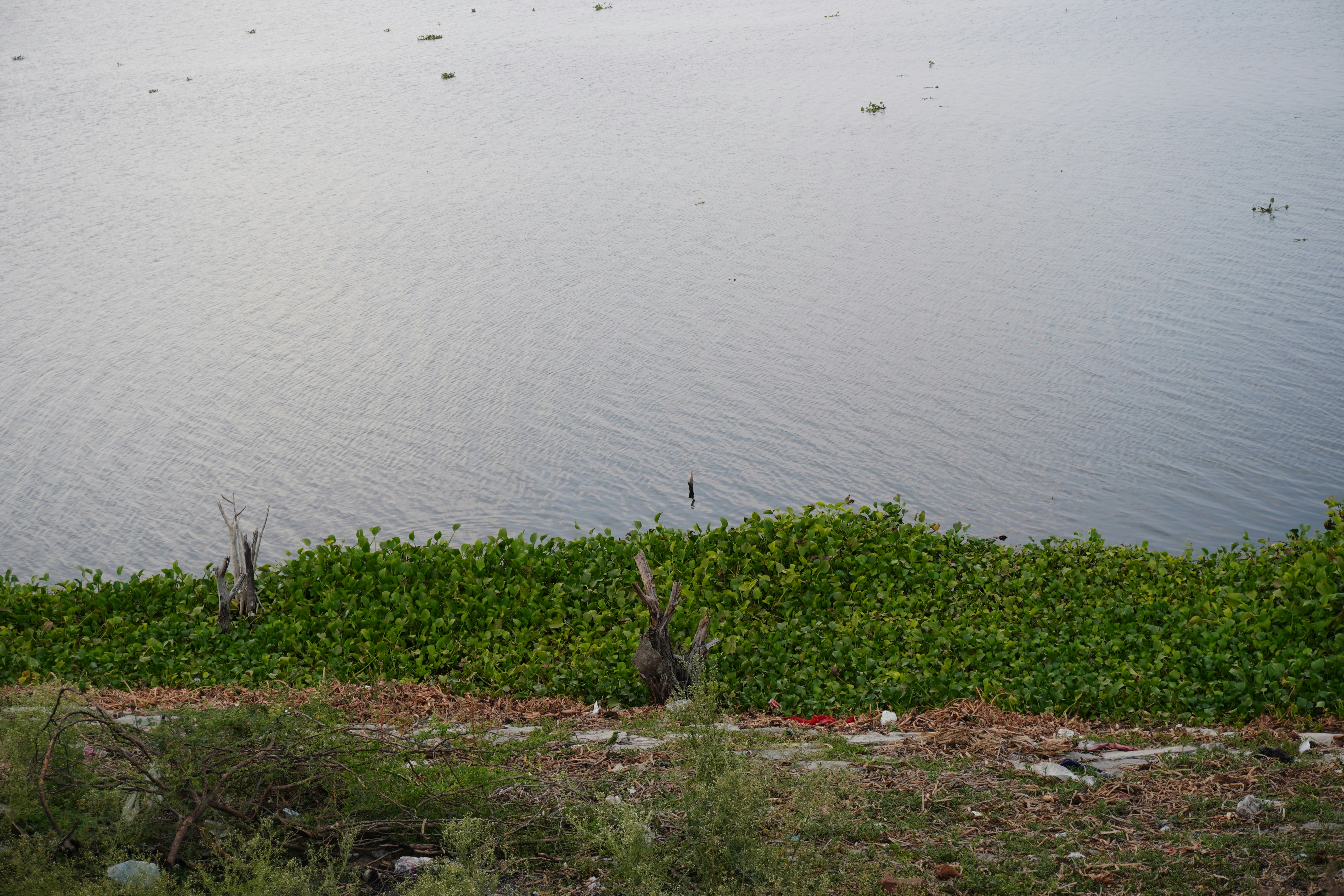 Rim of Green and Blue: A Quiet Shoreline by the Water