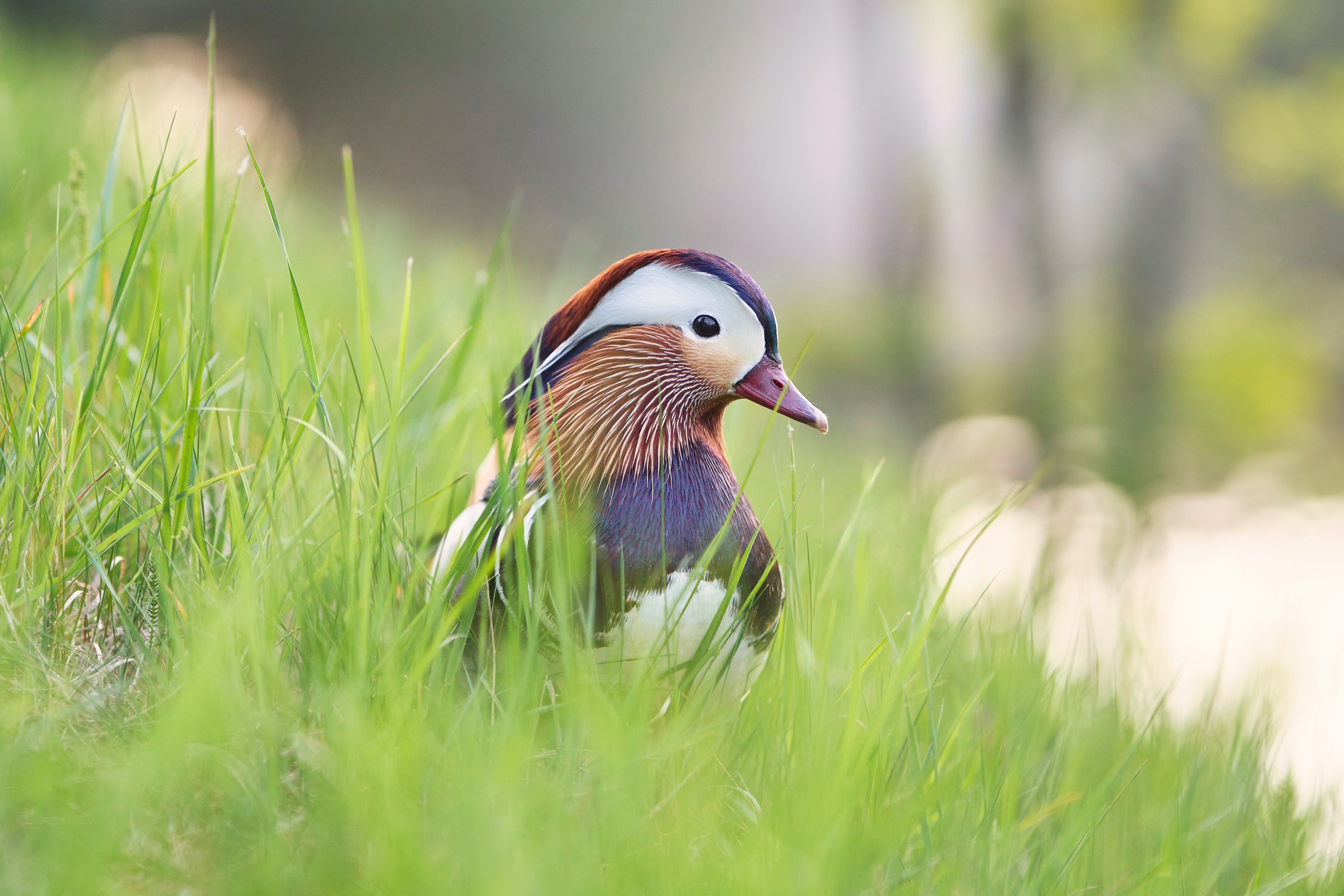 Emerald Grasses and the Mandarin Spotlight