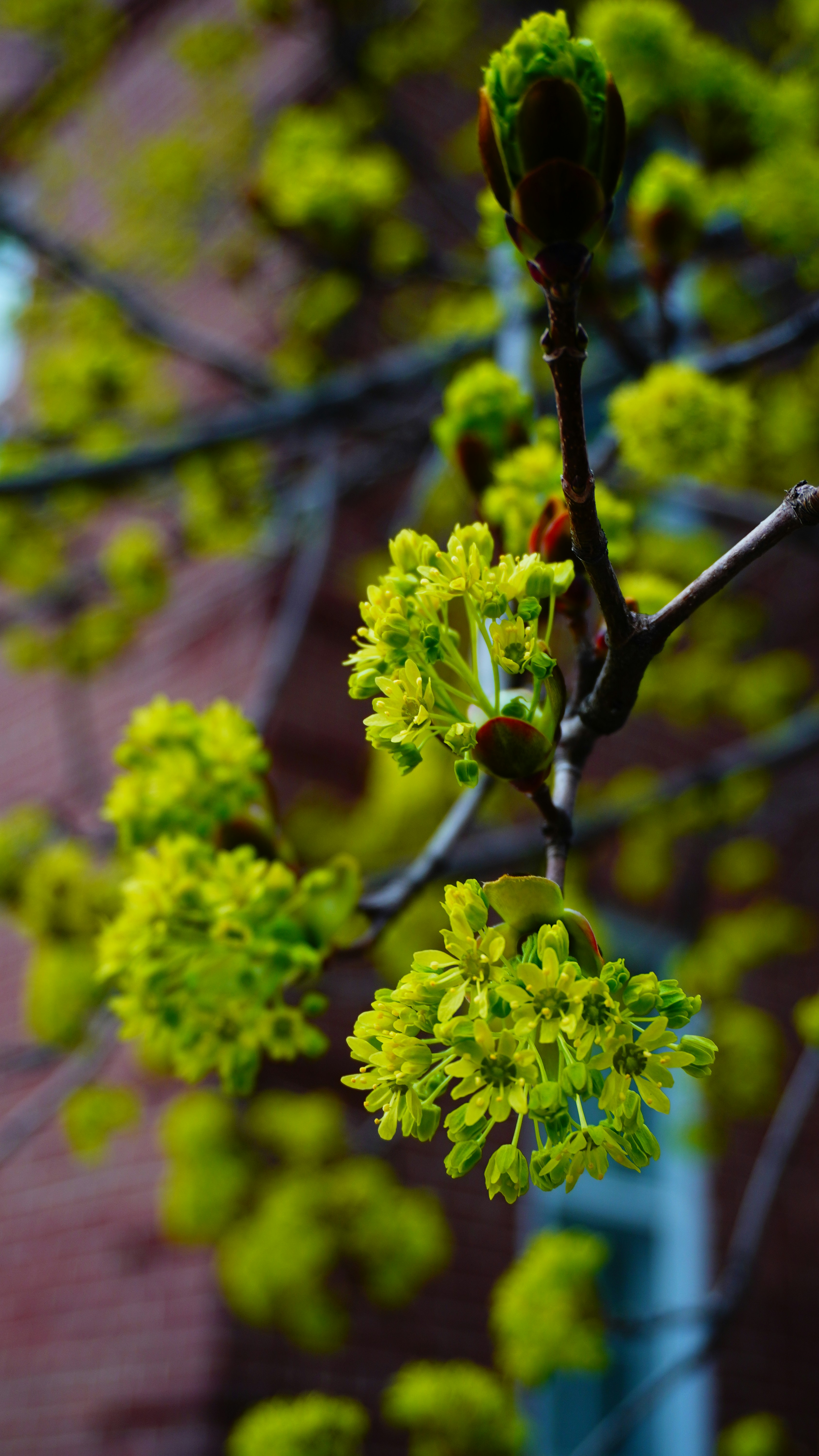 Emerald bloom on a slender branch reaching toward the light