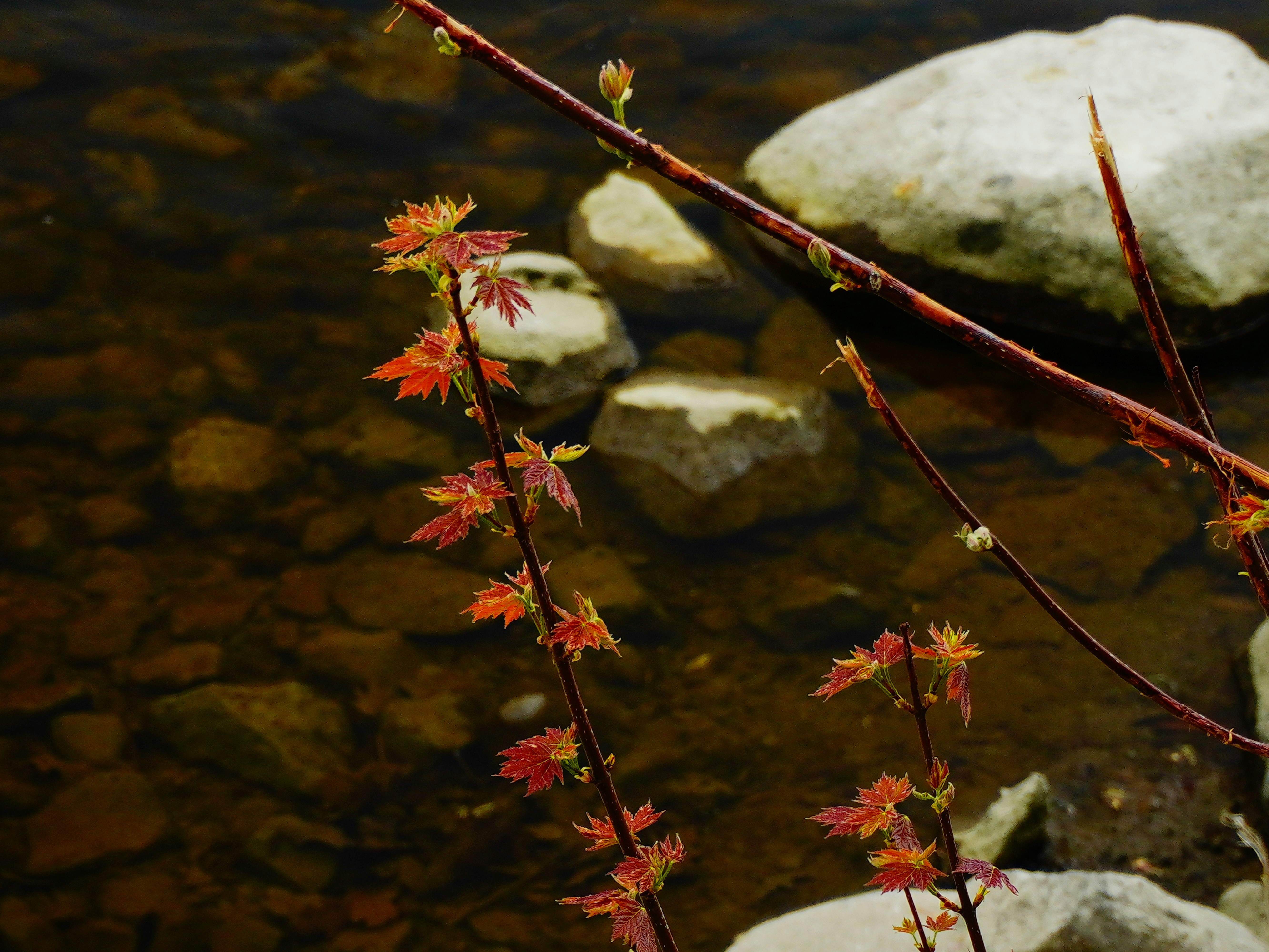 Autumnal Branches Over a Quiet Riverbed
