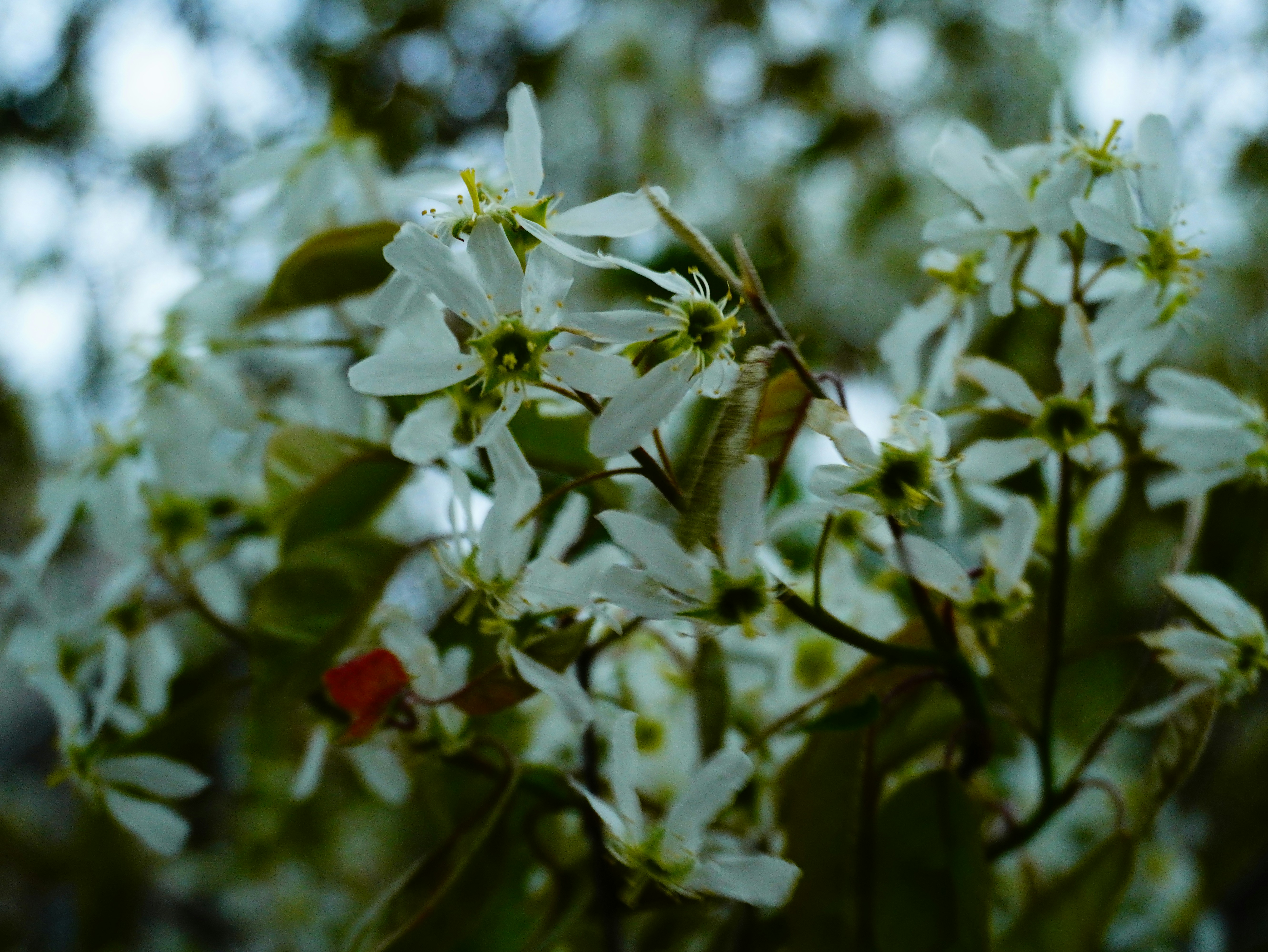 Mist of White Petals: Soft Focus Bloom in a Night Garden