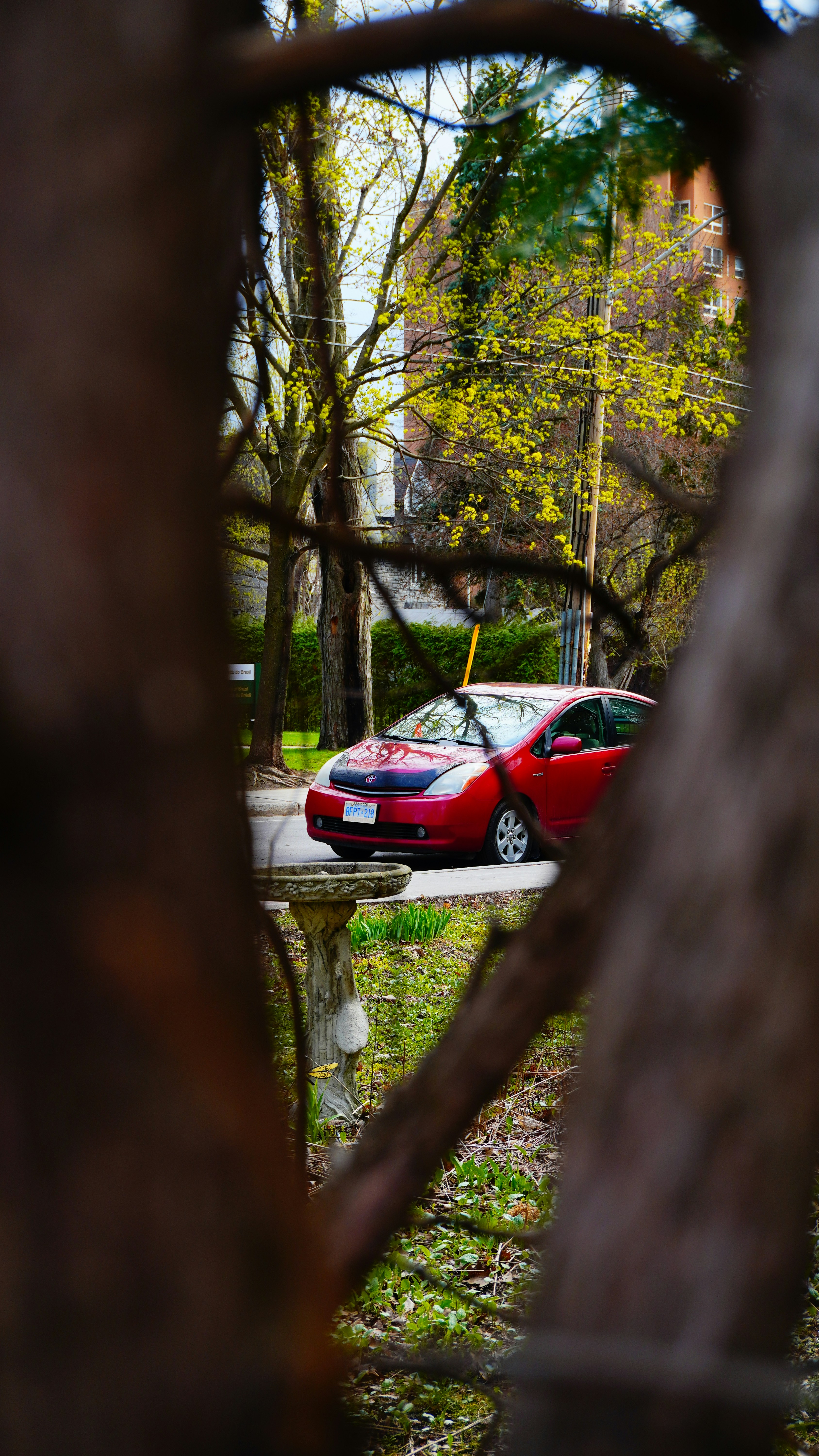 Red car glimpsed through a tree frame on a quiet city street